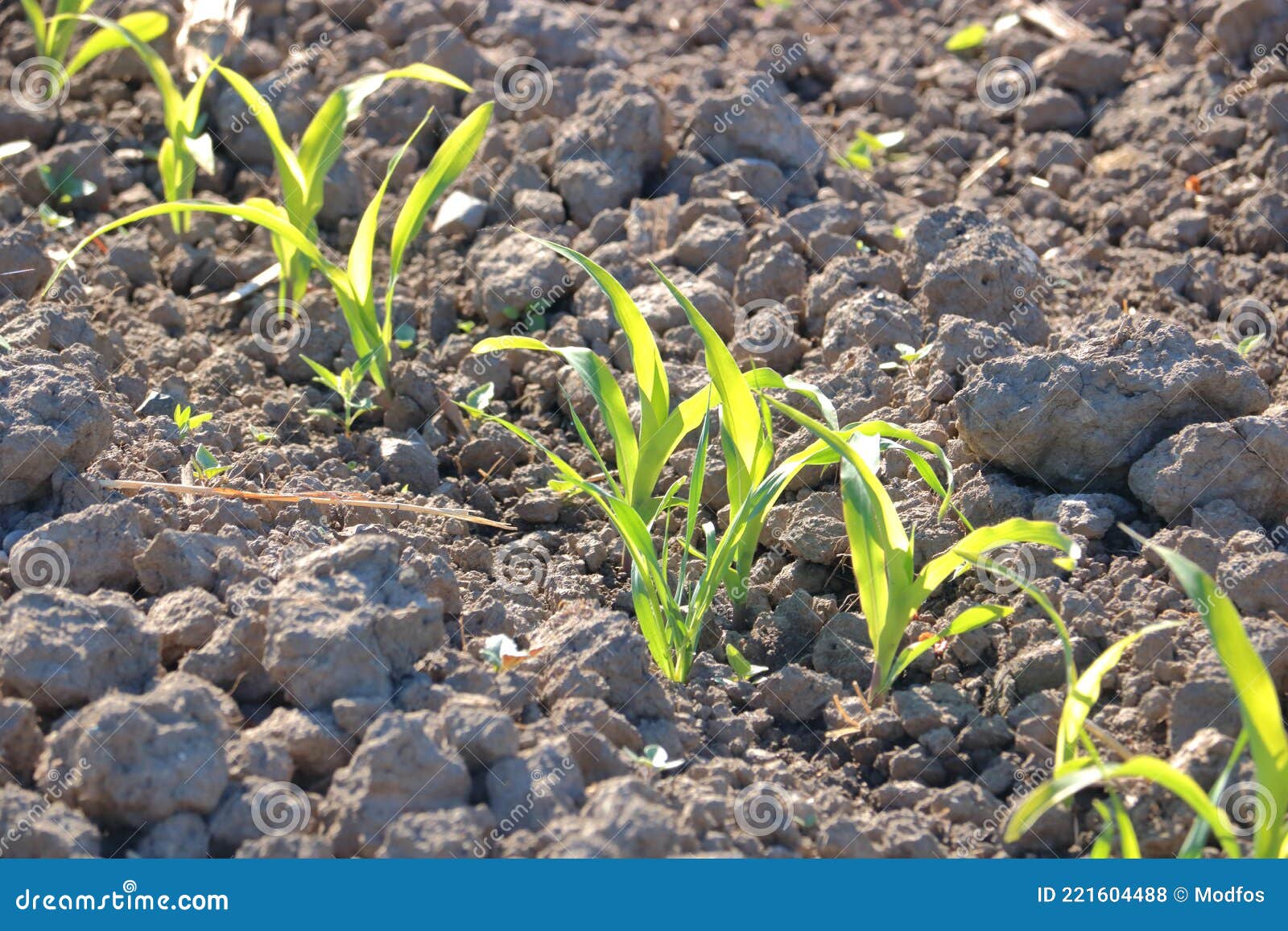 Fresh Corn Breaking Ground stock photo. Image of corn - 221604488