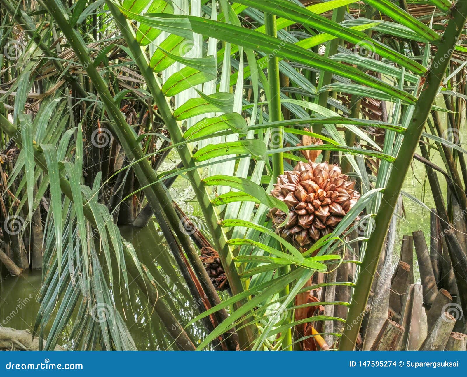Bunch of Palm Fruit in the Middle of Palm Tree Branches in the Swamp ...
