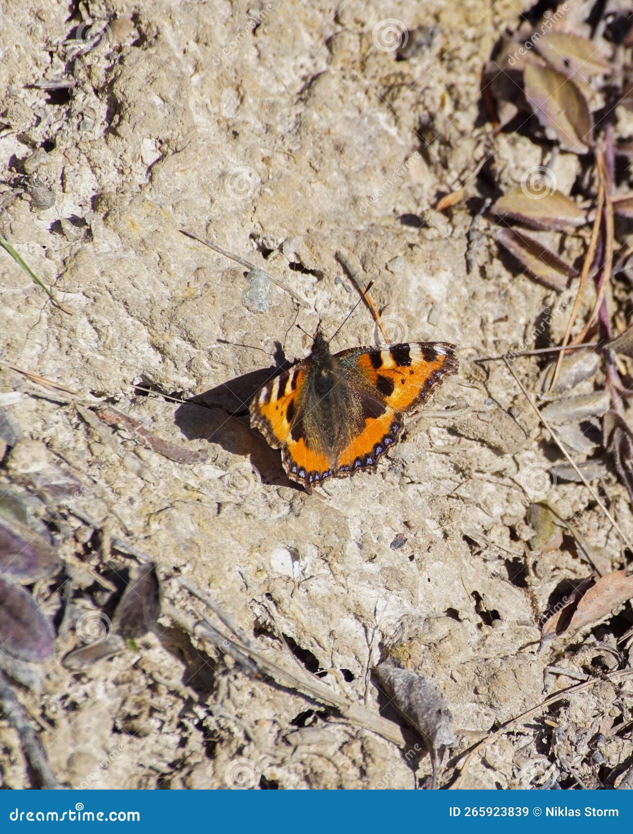 High Angle View of Butterfly on Ground Stock Image - Image of wildlife ...