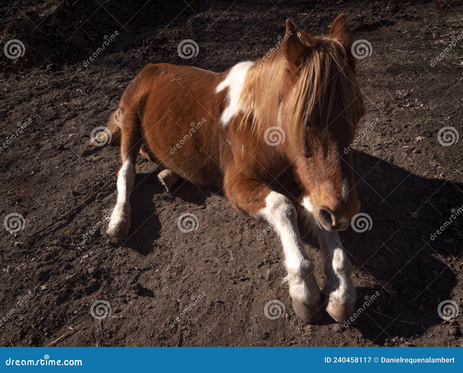 High Angle View of Chestnut Mare Pony, Resting in the Winter Sun, Oak ...