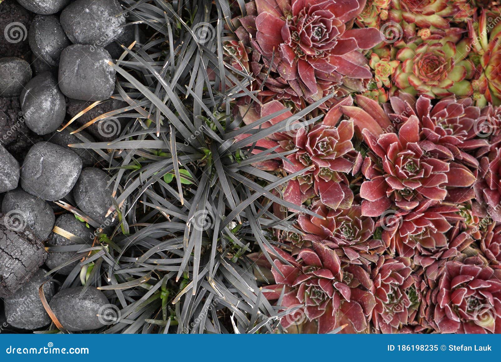 High Angle View of Colorful Flowers and Plants with Coal Stock Image ...
