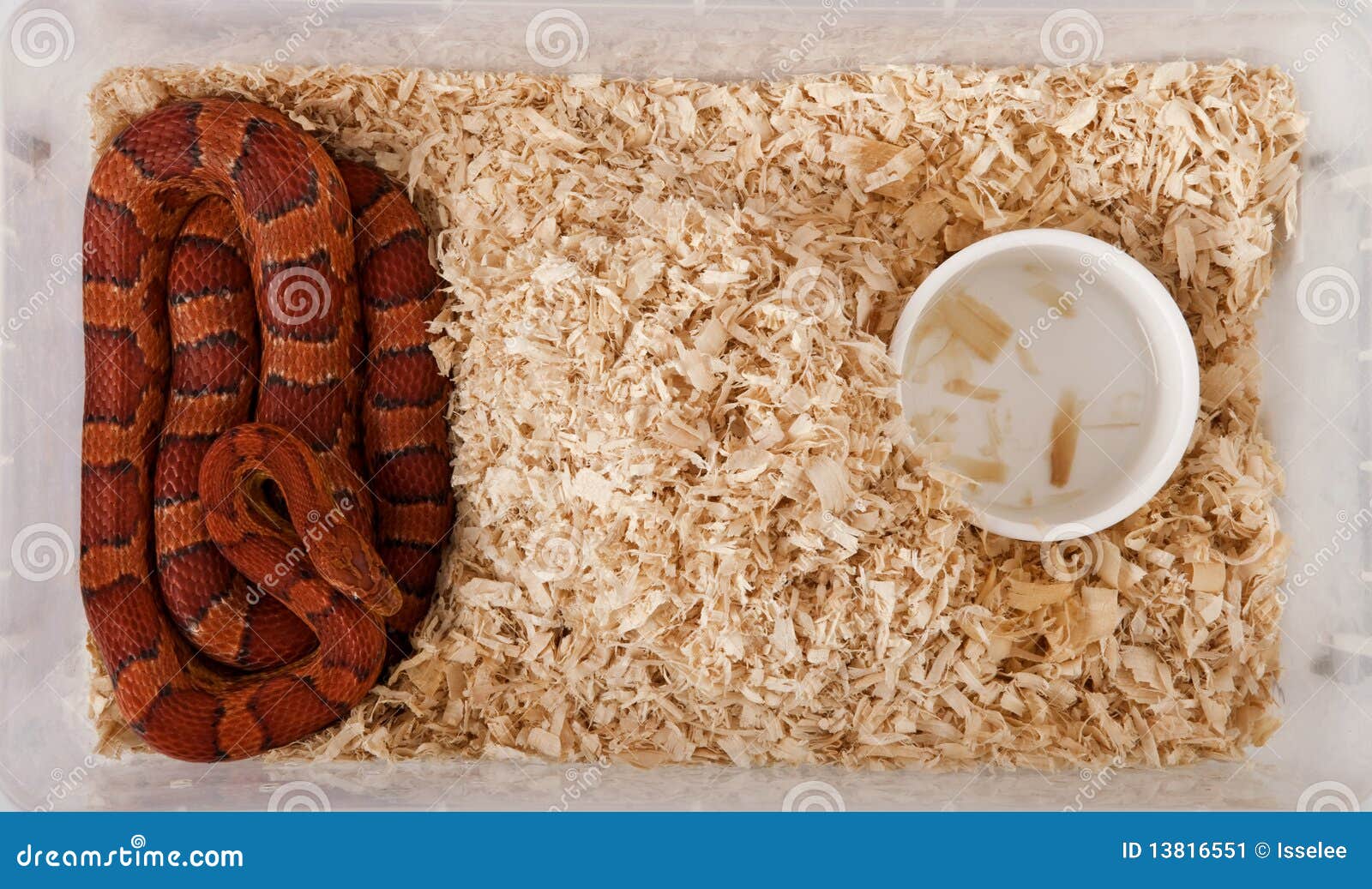 966 Angle Cage Stock Photos - Free & Royalty-Free Stock Photos from ...