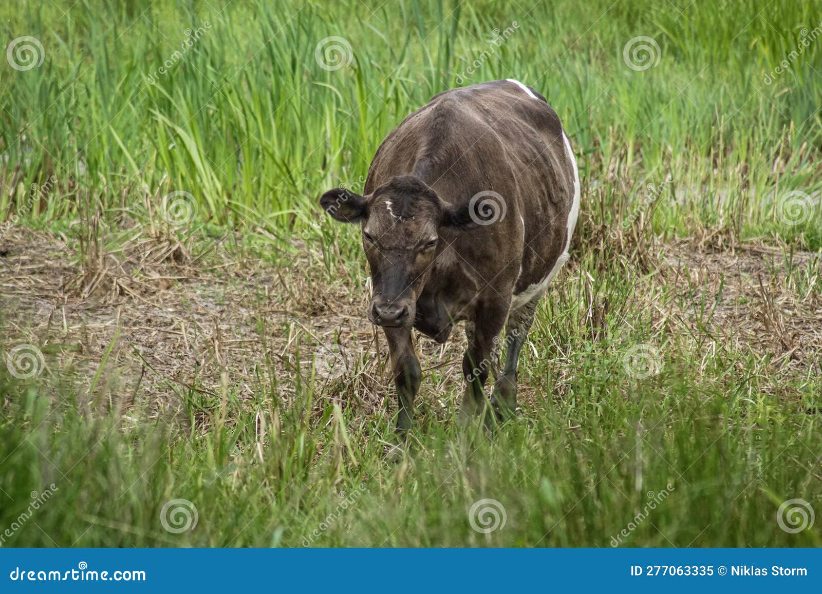 High Angle View of a Cow Grazing on Field Stock Image - Image of ...