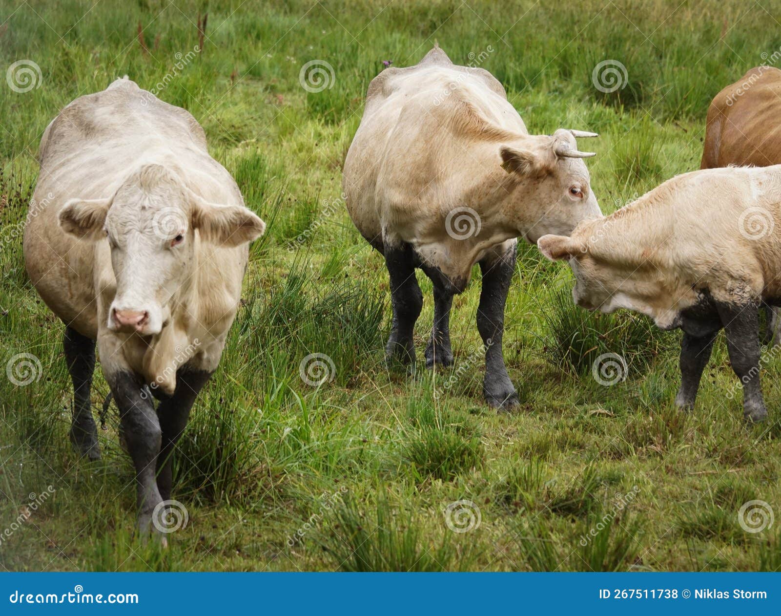High Angle View of Cows on Field Stock Photo - Image of area, mammal ...