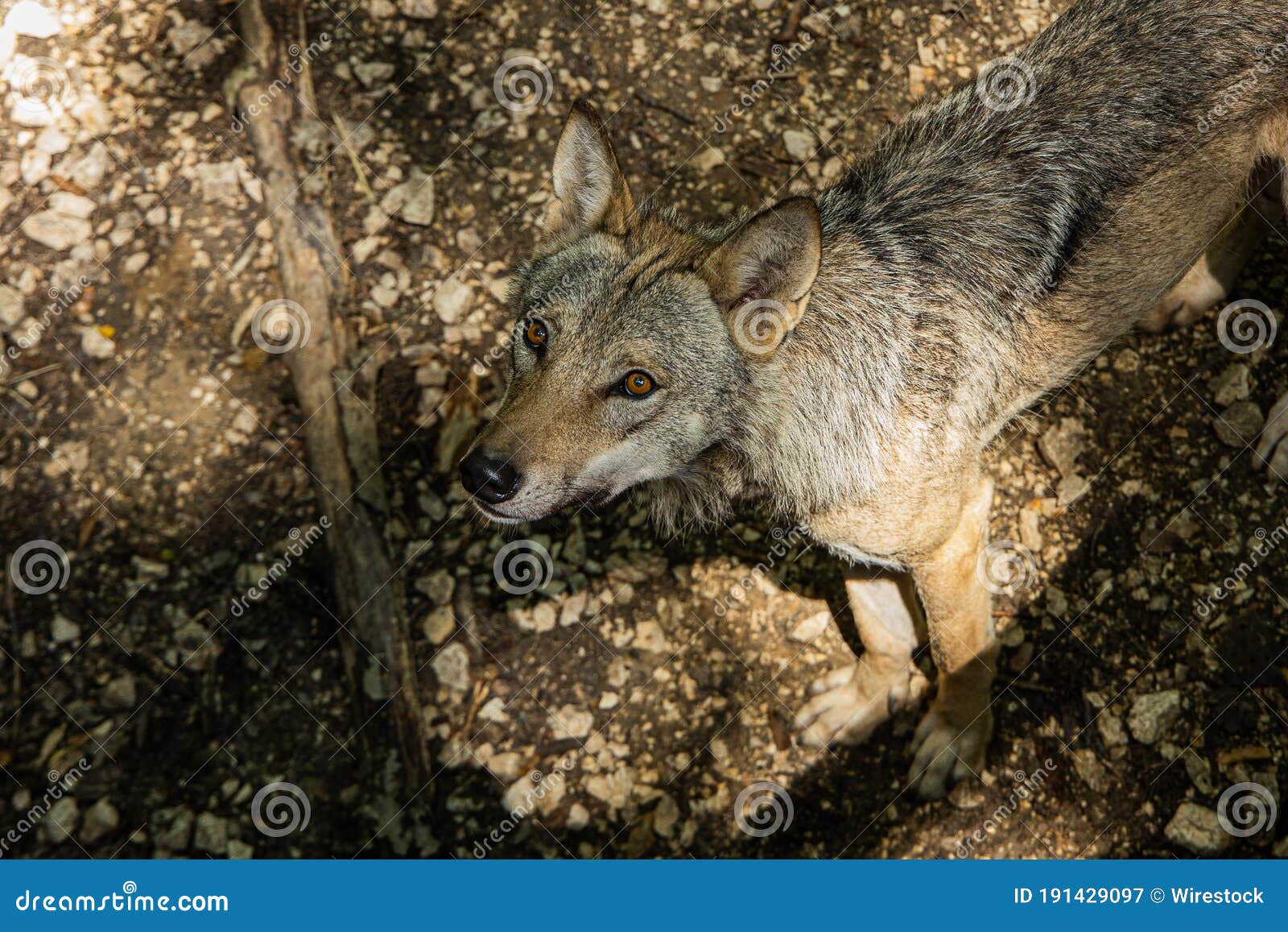 High Angle View of a Coyote Looking Up in a Forest Under the Sunlight ...