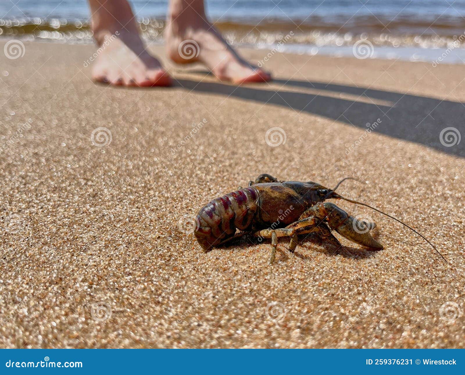 High-angle View of a Crayfish on the Sand by Human Feet on a Sunny Day ...