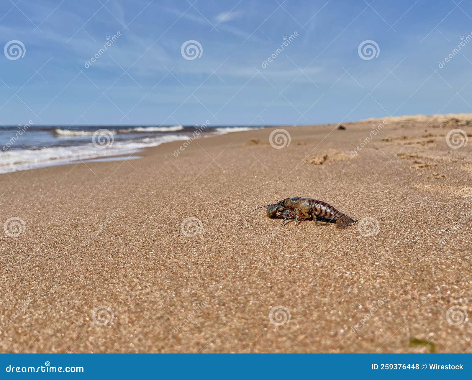 High-angle View of a Crayfish on the Sand by Water Under the Blue Sky ...