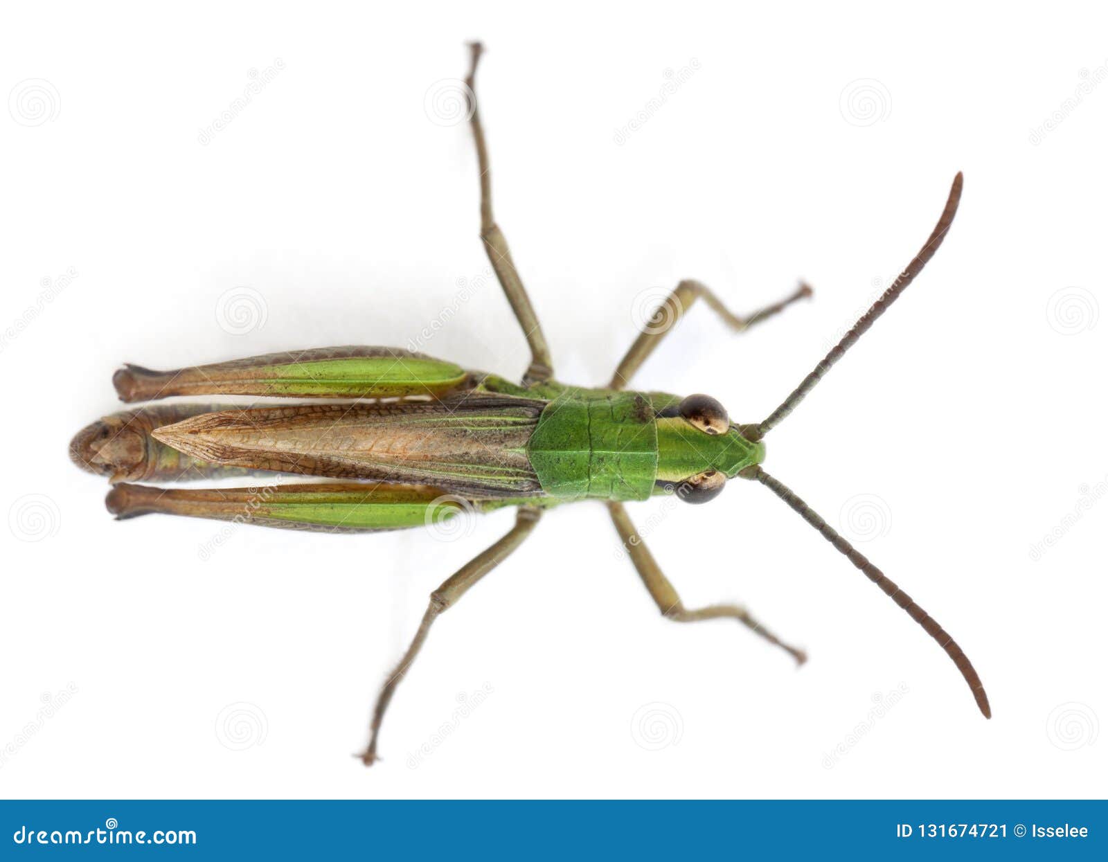 High Angle View of Cricket in Front of White Background Stock Image ...
