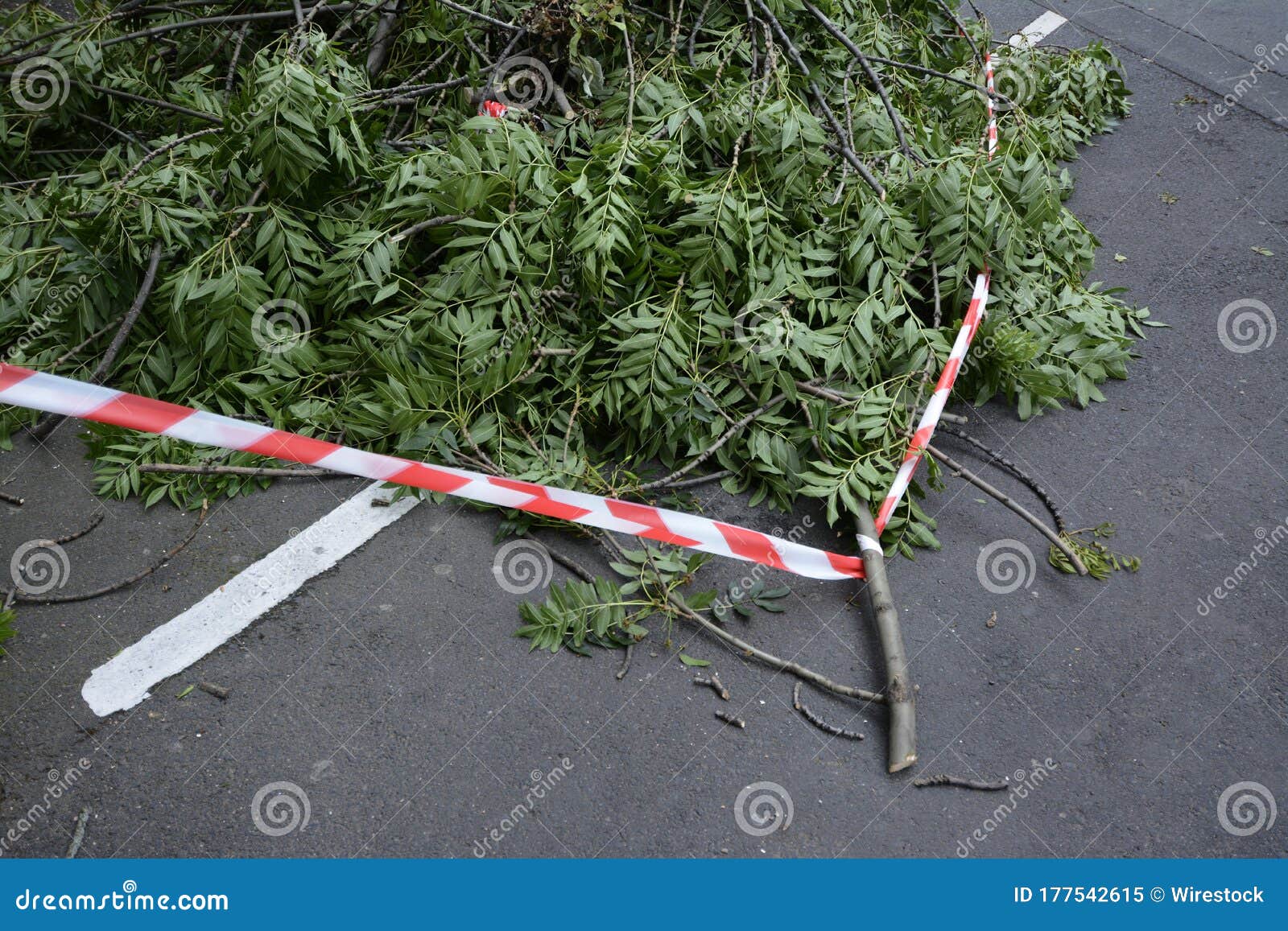 High Angle View of Cut Trees Surrounded by a Barricade Tape on the ...