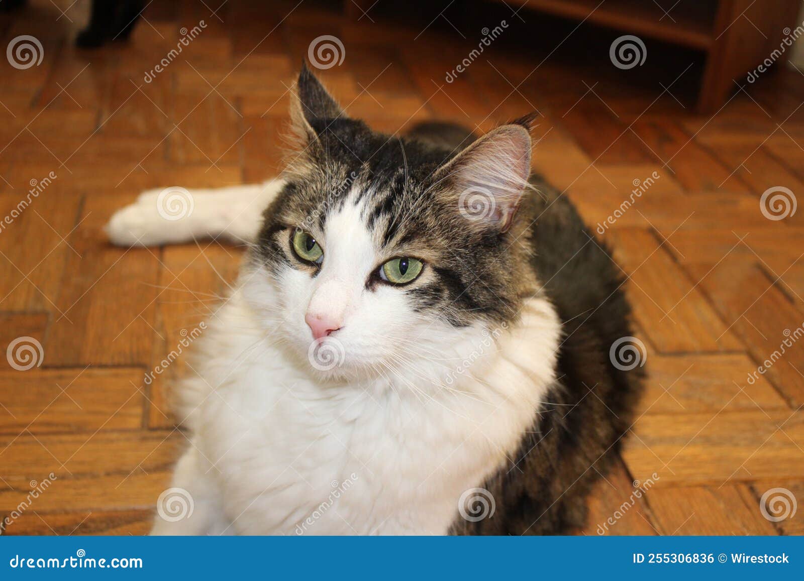 High Angle View of a Cute Cat on Tabletop with Striking Green Eyes ...