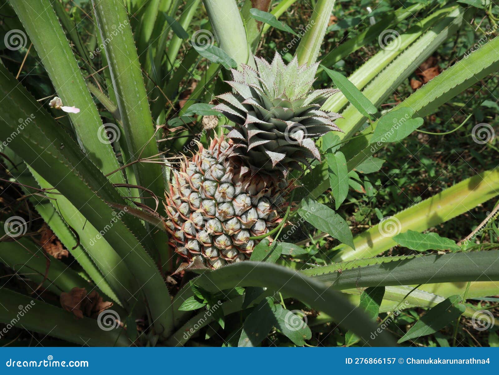 High Angle View of a Developing Pineapple Fruit of the Pineapple Plant ...