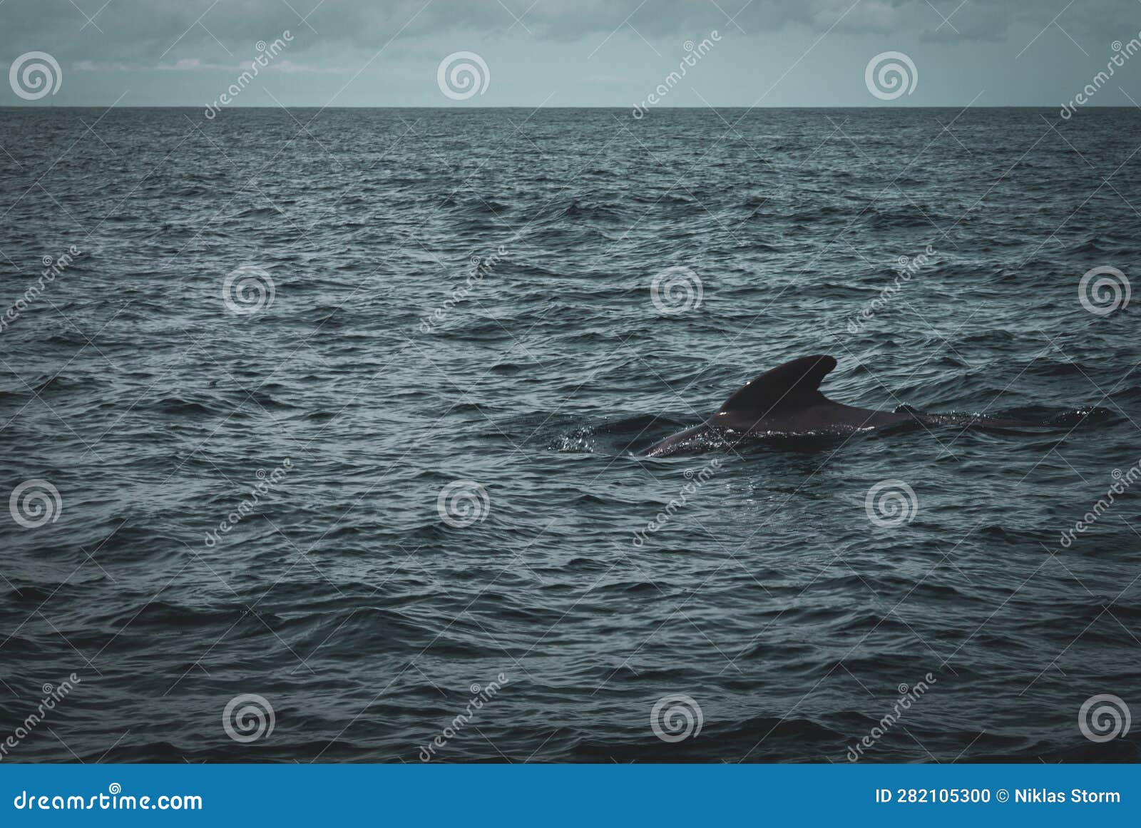 High Angle View of Dolphin Swimming in Sea Stock Photo - Image of cloud ...