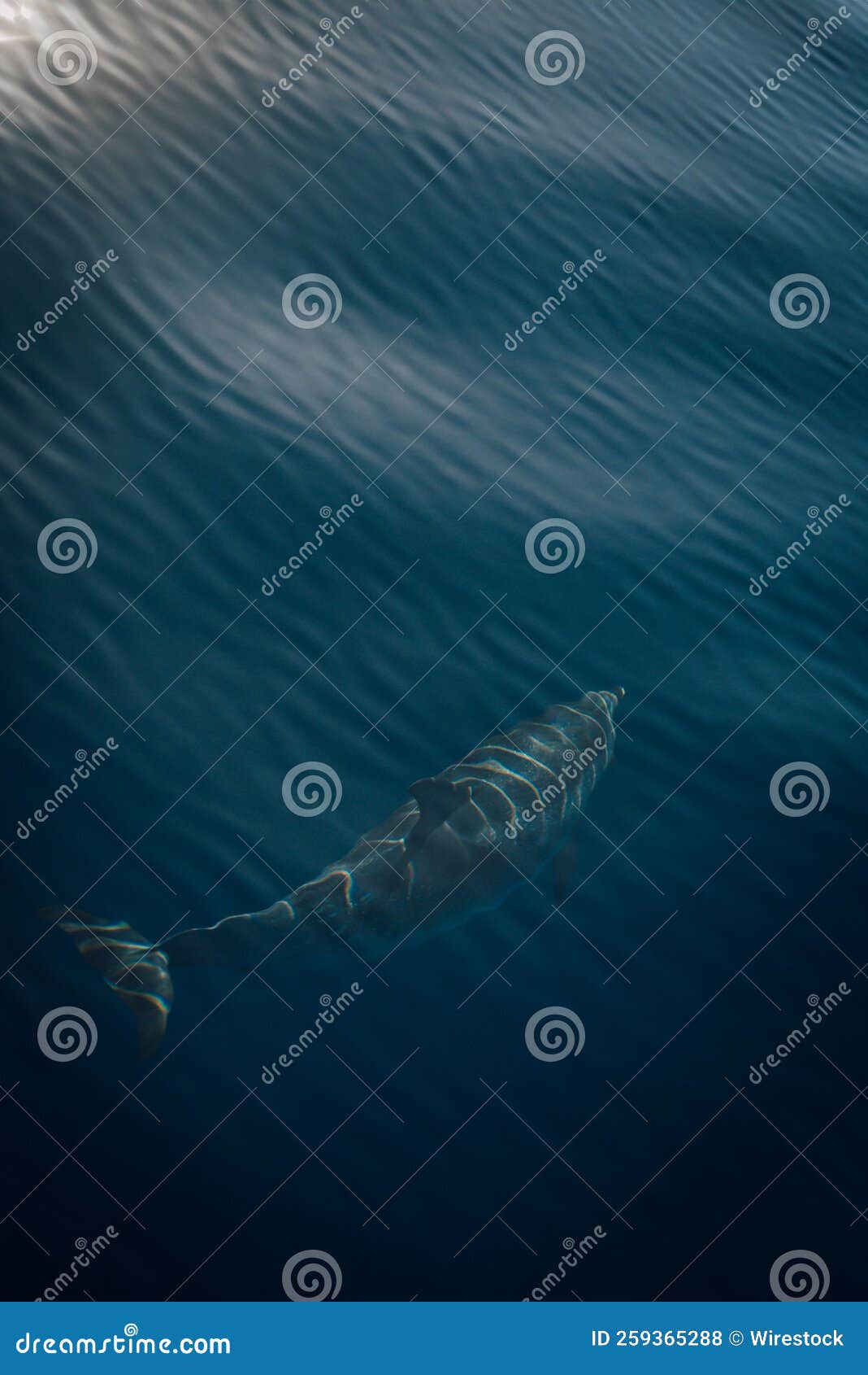 High-angle View of a Dolphin Swimming Under the Surface of a Sea Stock ...