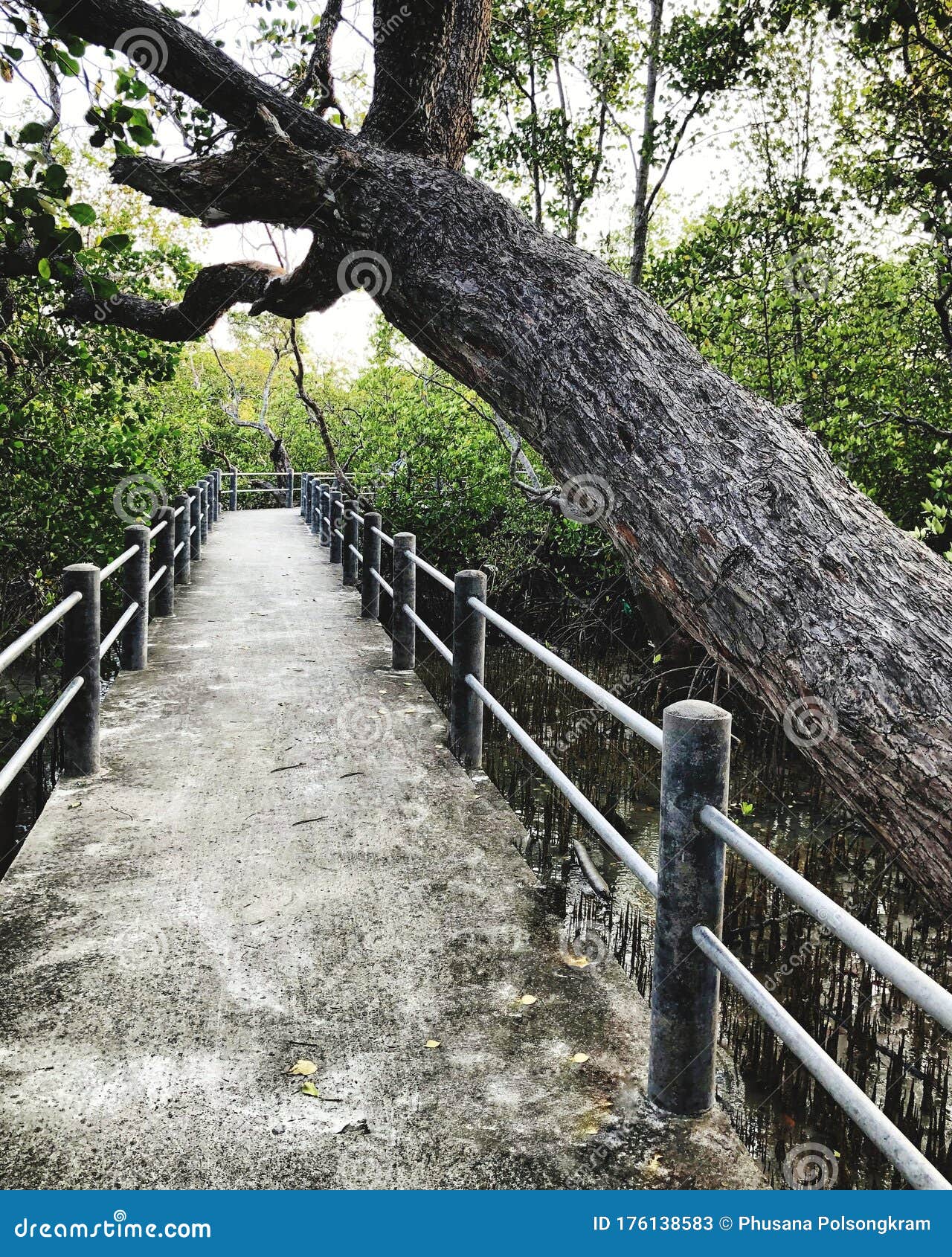 High Angle View of Footbridge Amidst Trees Stock Image - Image of ...