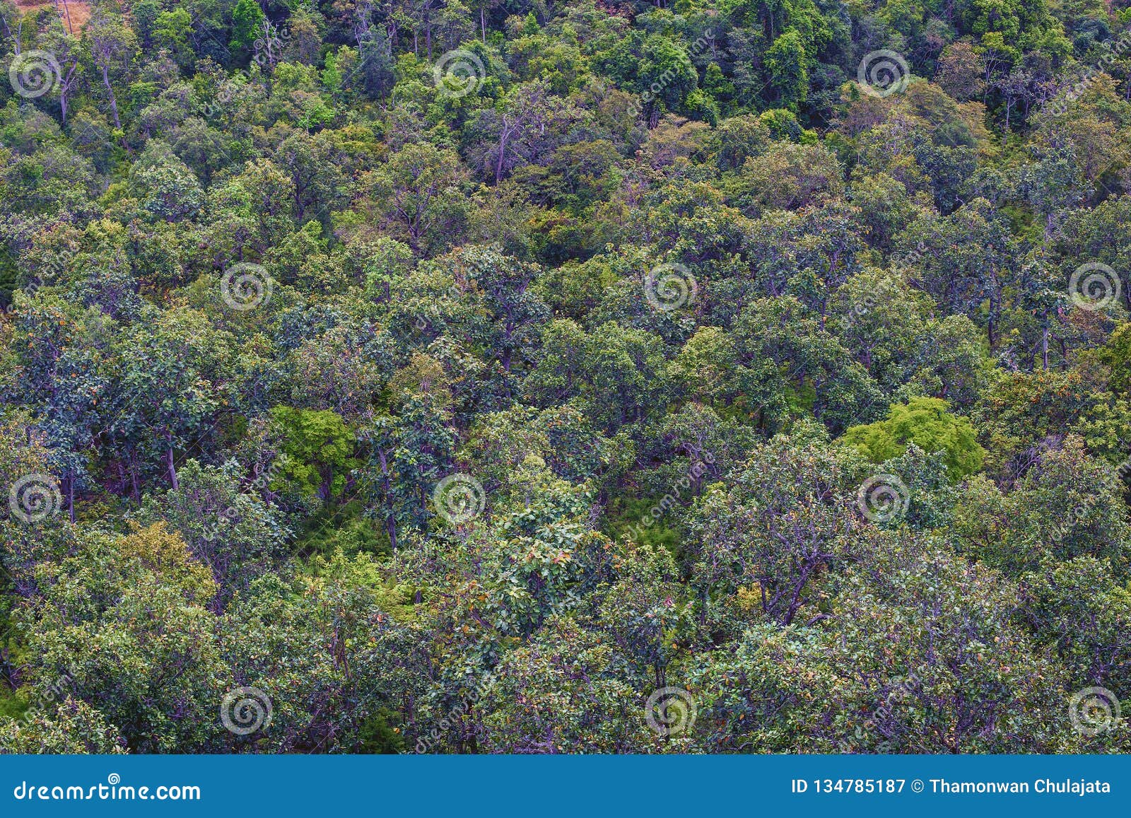 View of forest stock image. Image of country, high, plant - 134785187