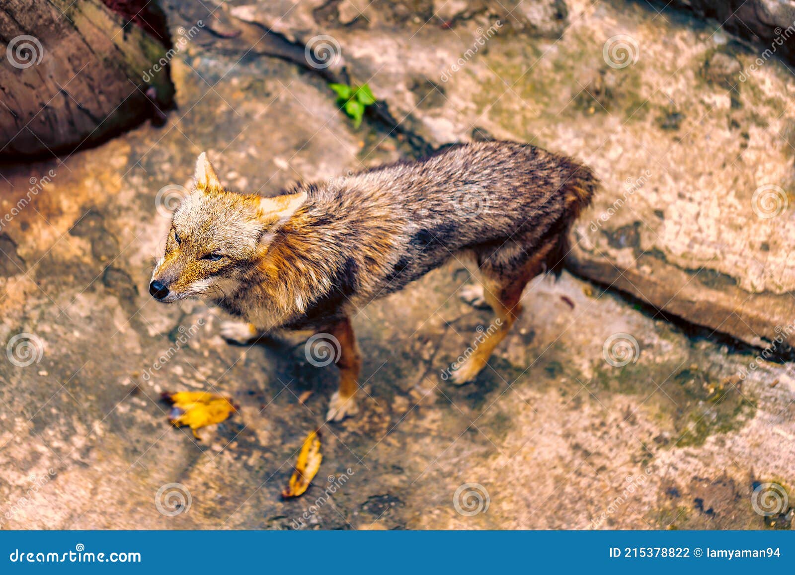 A High Angle View of a Fox stock photo. Image of animal - 215378822