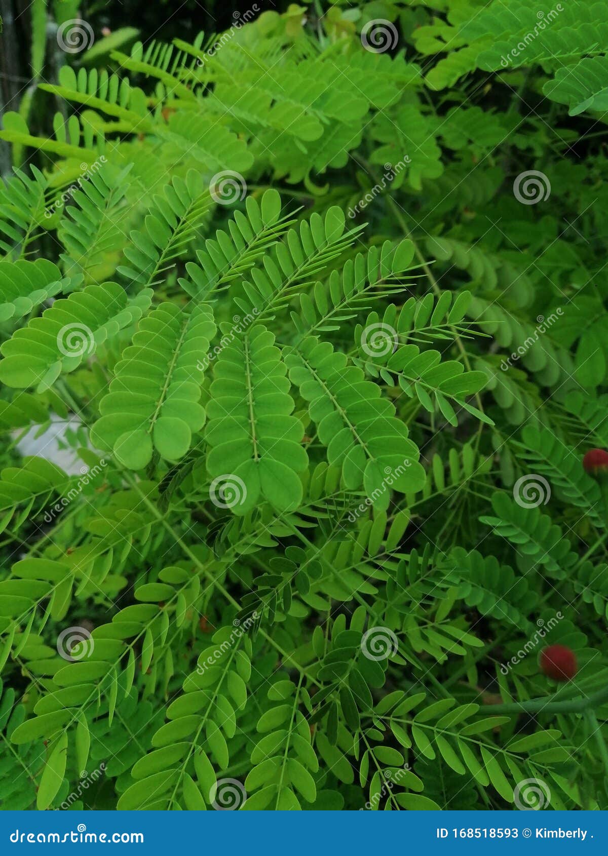 High Angle View of Green Leaves. Can Use for Your Background or ...