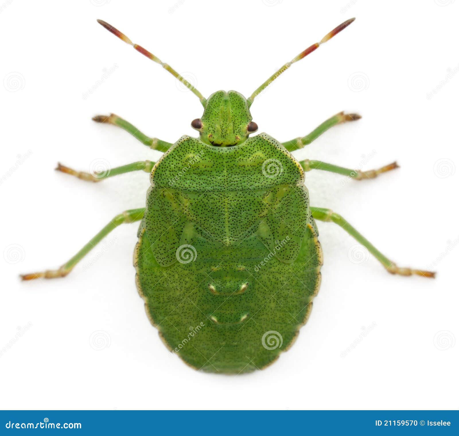 Green Shield Bug Animal Of Class Insecta (insects Stock Image ...
