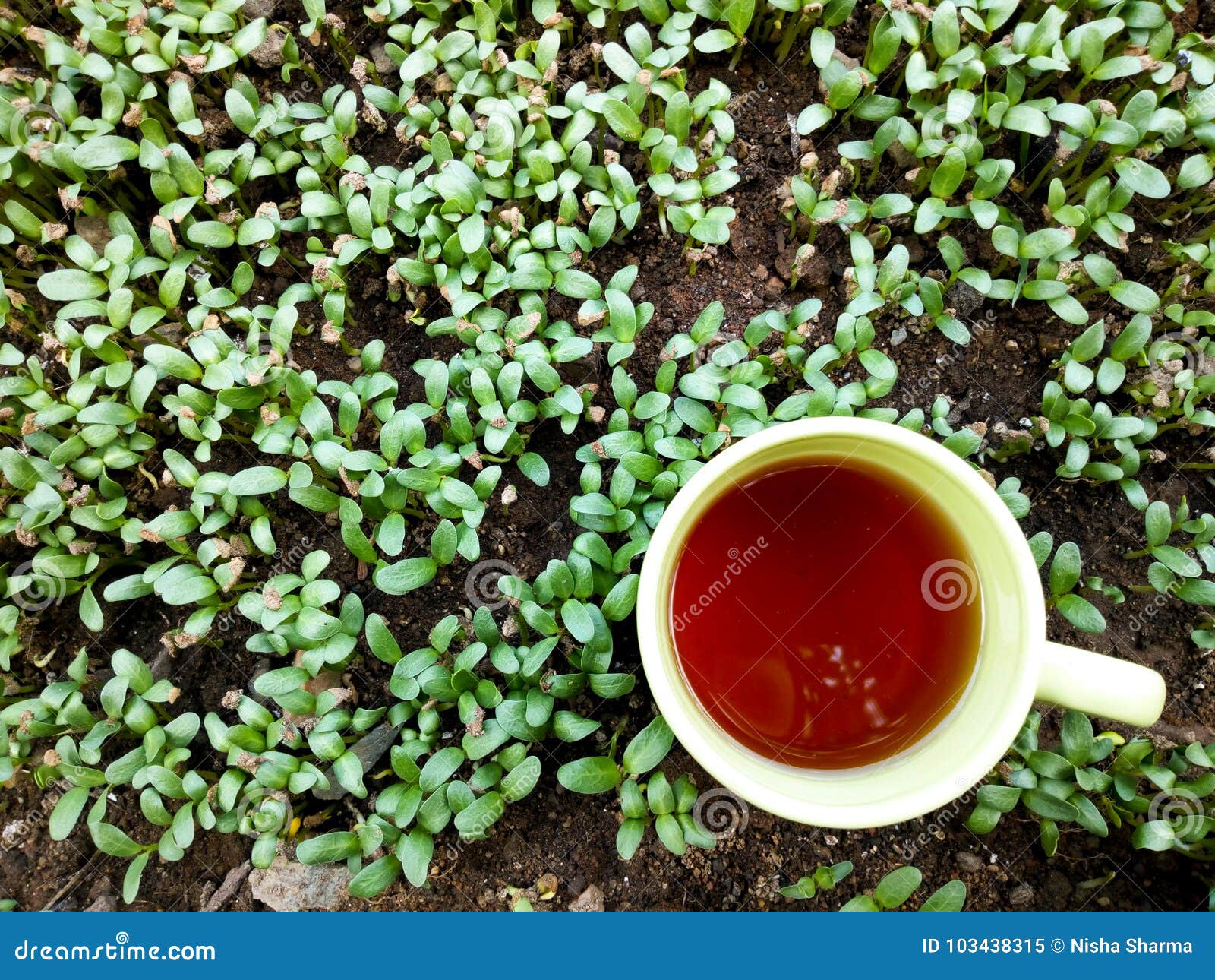 Green tea in cup stock image. Image of plants, high - 103438315