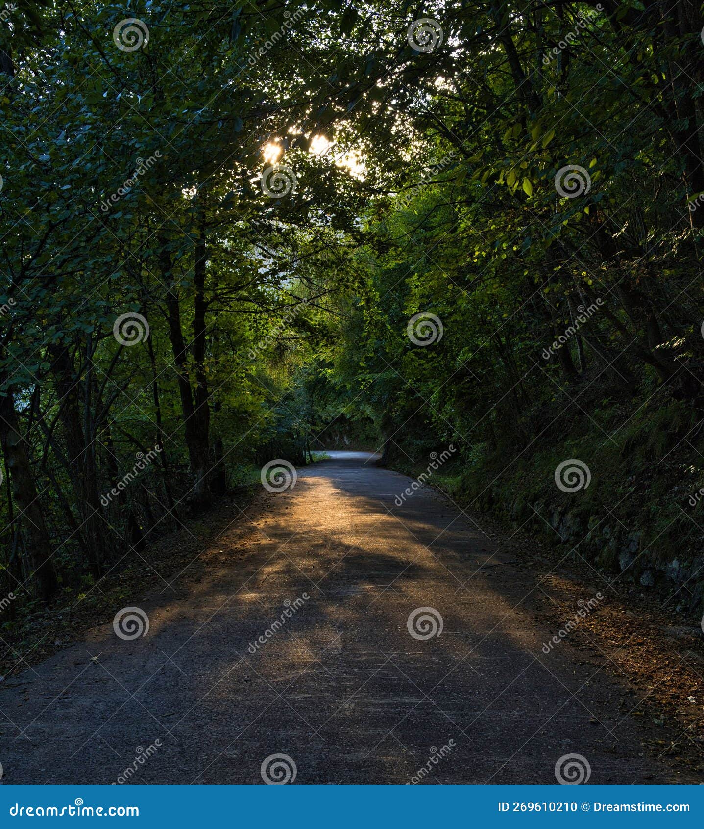 High-angle View of Green Trees Under the Sun Light in the Forest. Stock ...