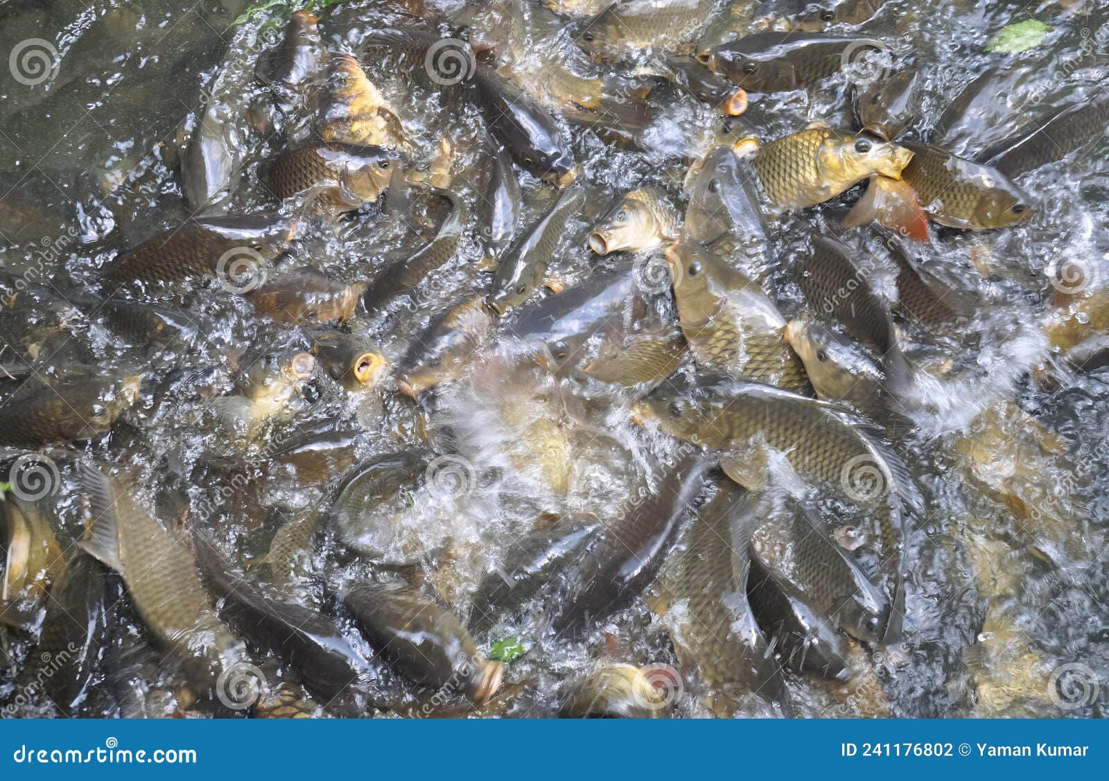 High Angle View of Group of Fish Gathering Together for Food in the ...