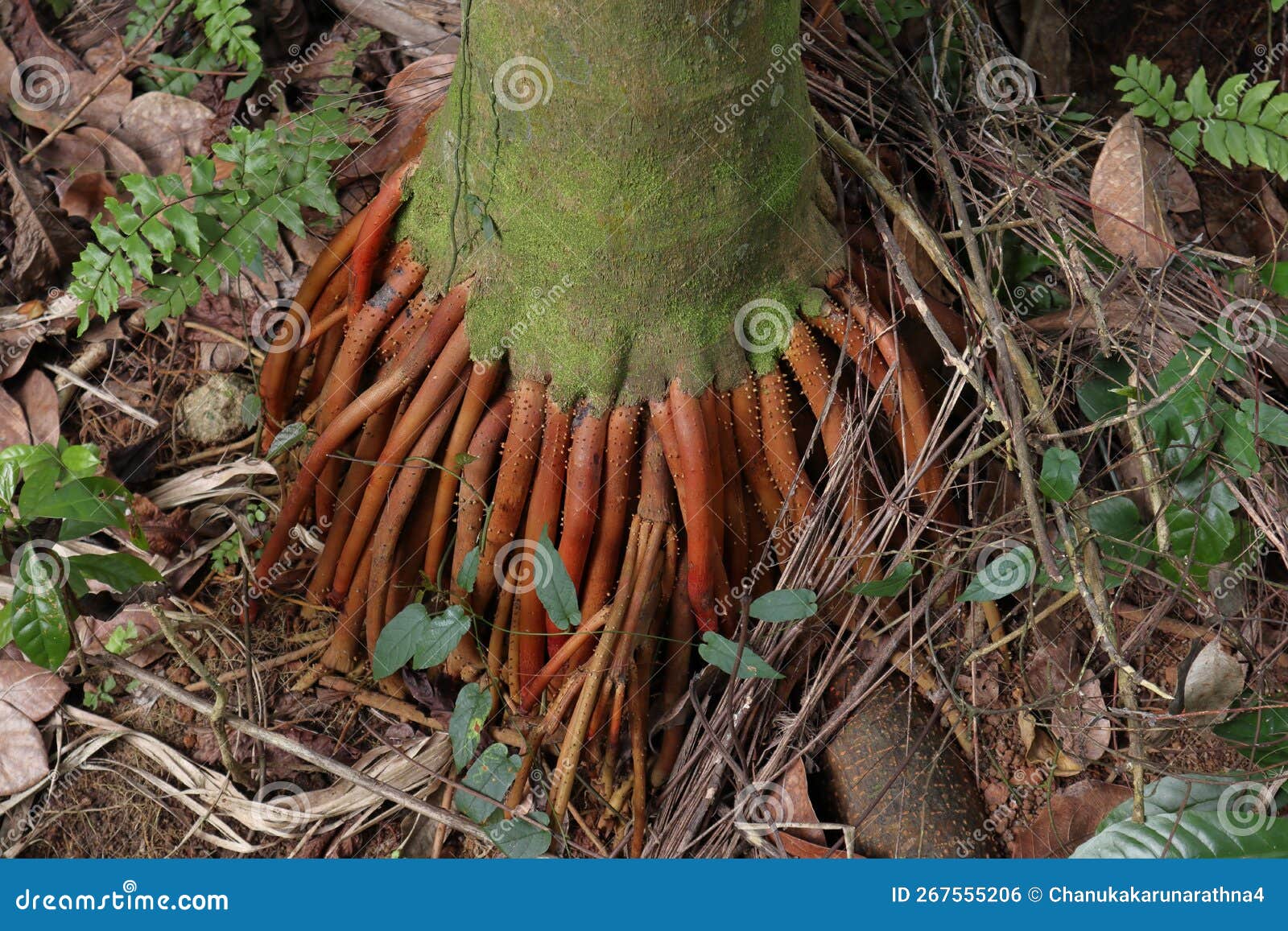 High Angle View of Growing Roots of an Areca Nut Palm Tree with the ...
