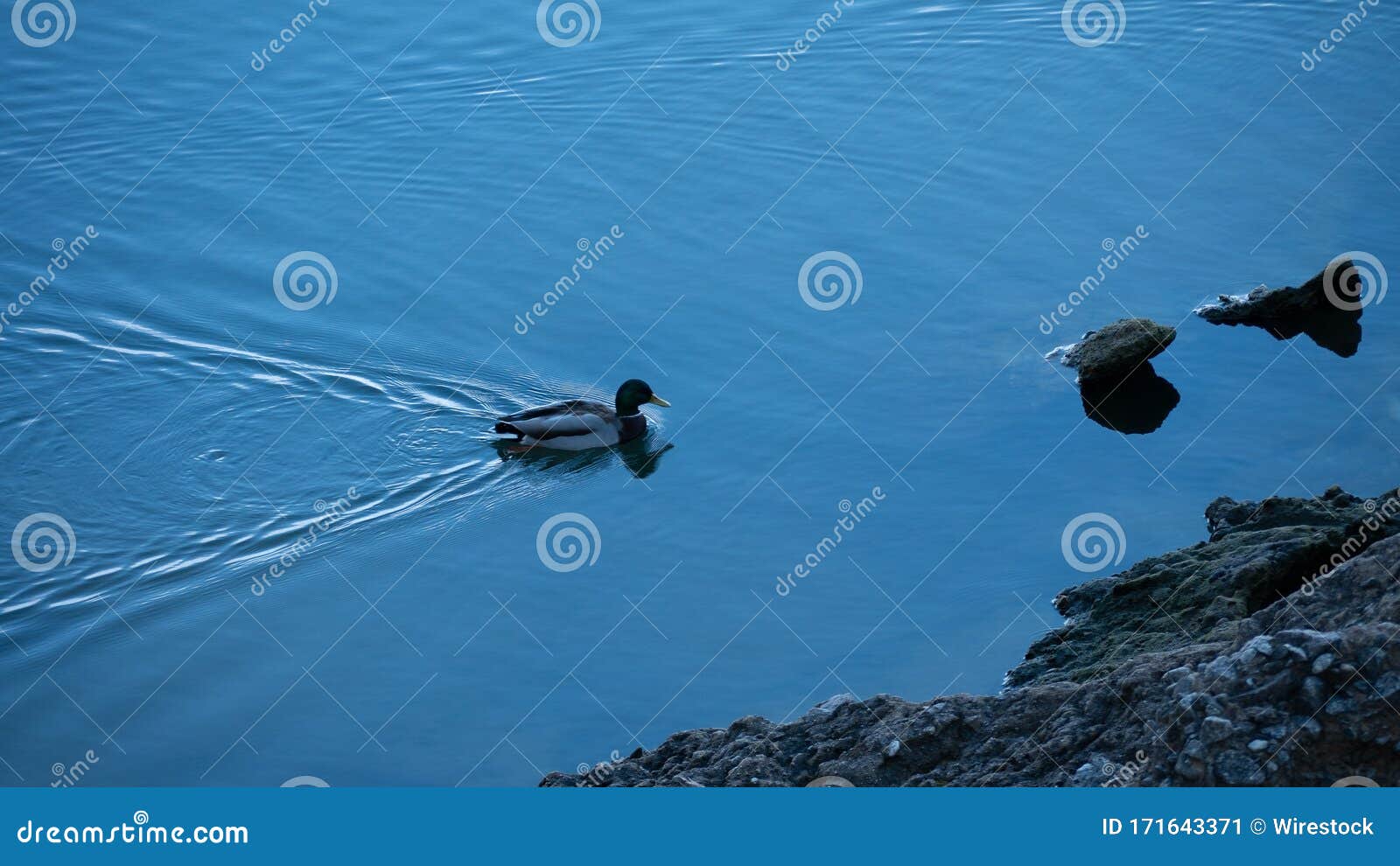 High Angle View of a Lake with Ducks on it Surrounded by Rocks Under ...
