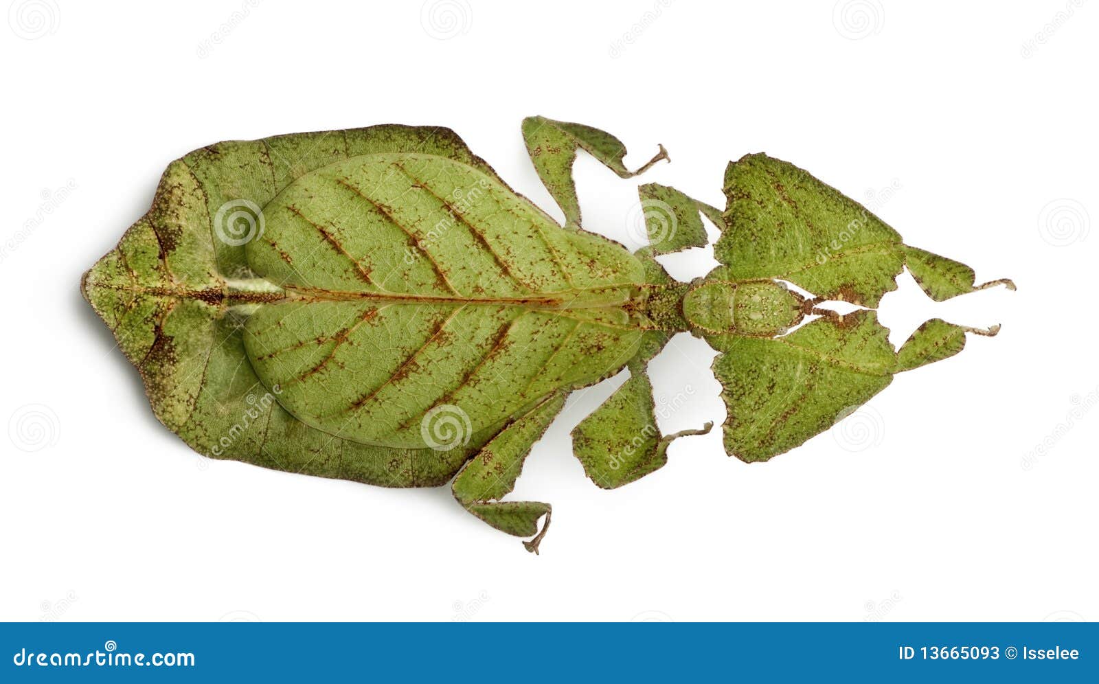 High Angle View of Leaf Insect, Standing Stock Image - Image of animal ...