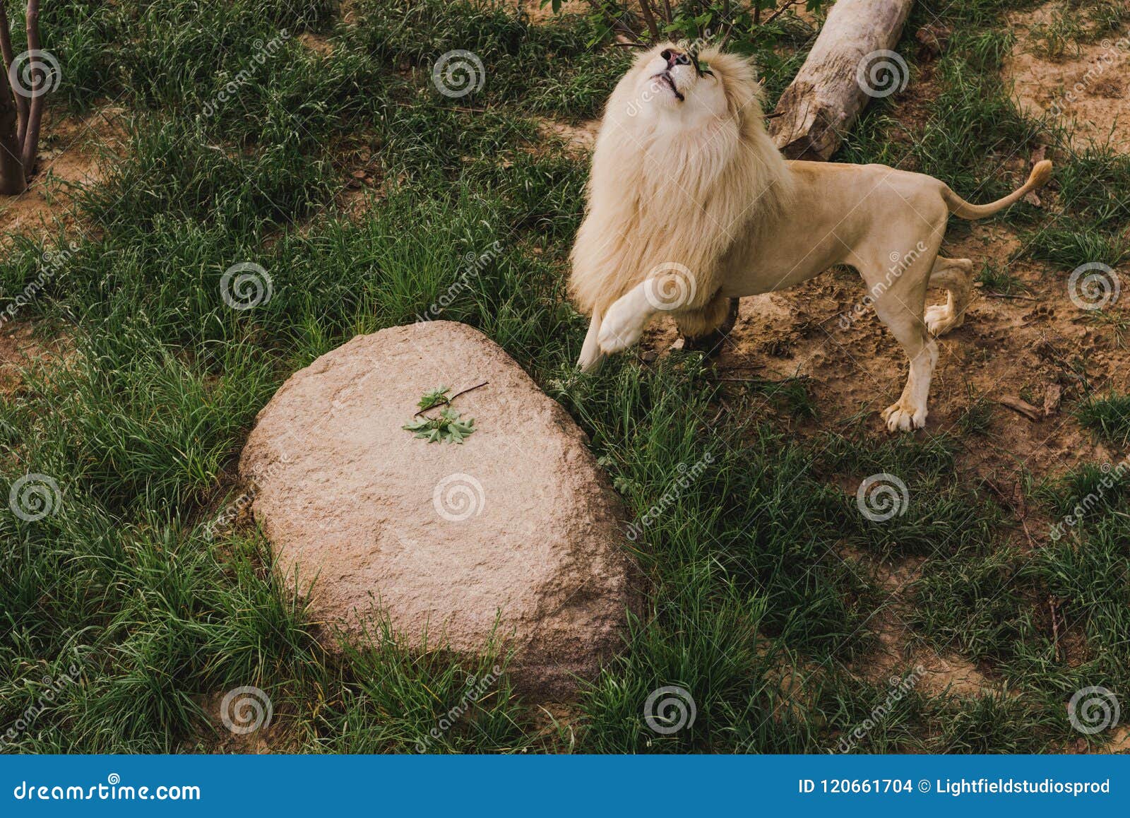 High Angle View of Lion with Head Up Standing on Grass Stock Photo ...