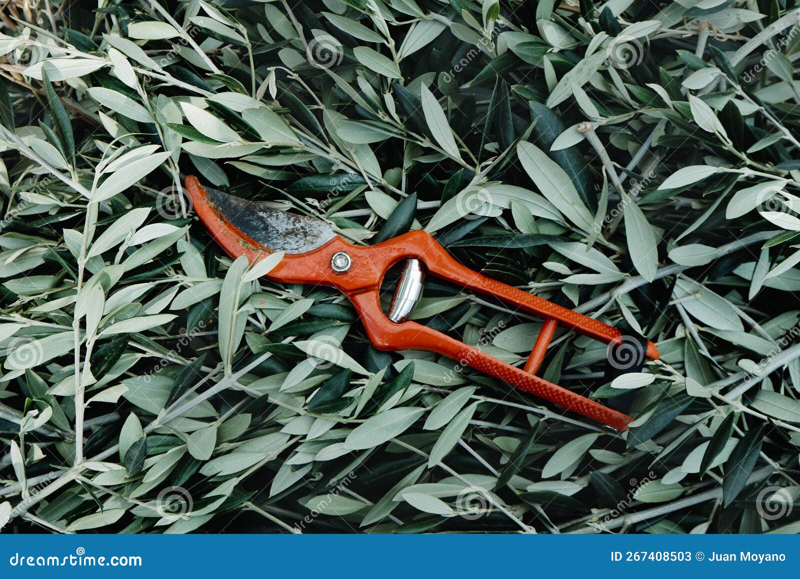 Colorful Pruning Shears and Olive Tree Branches Stock Image - Image of ...