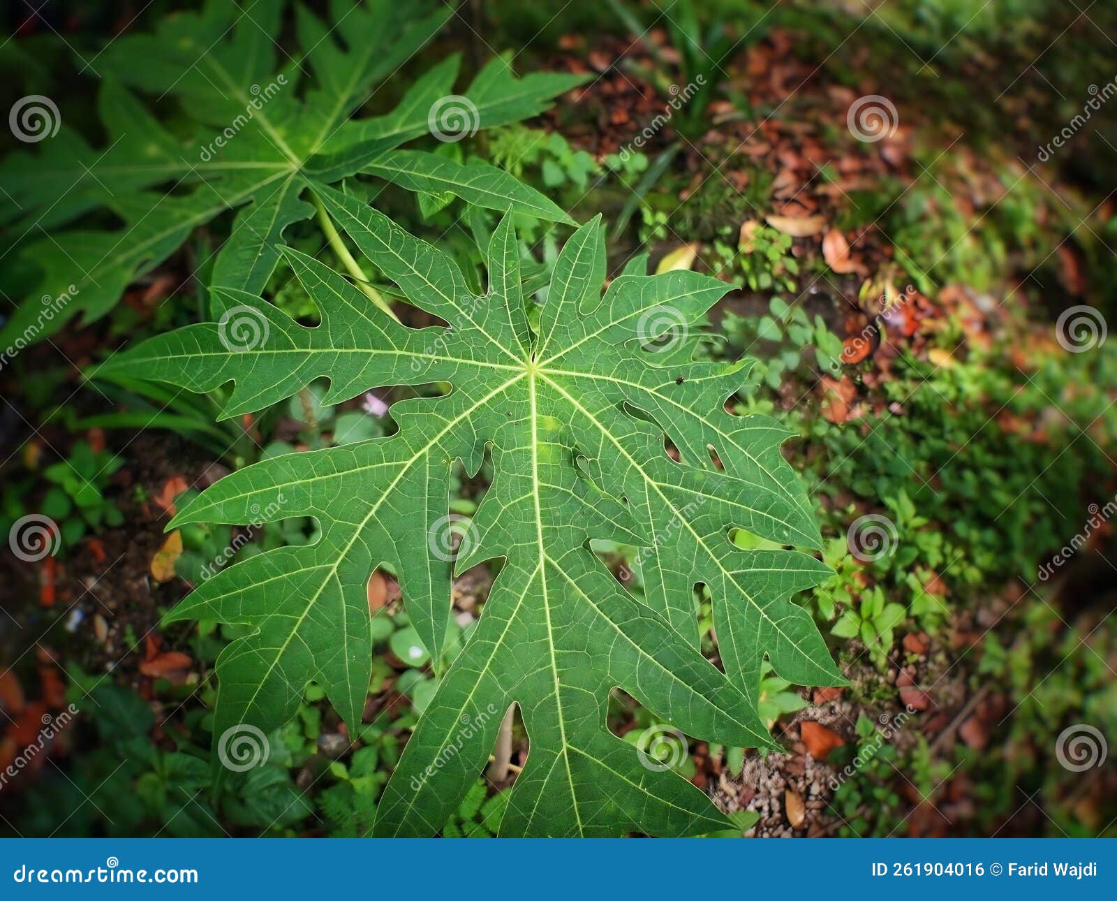 Pappaya leaves stock photo. Image of tree, woodland - 261904016