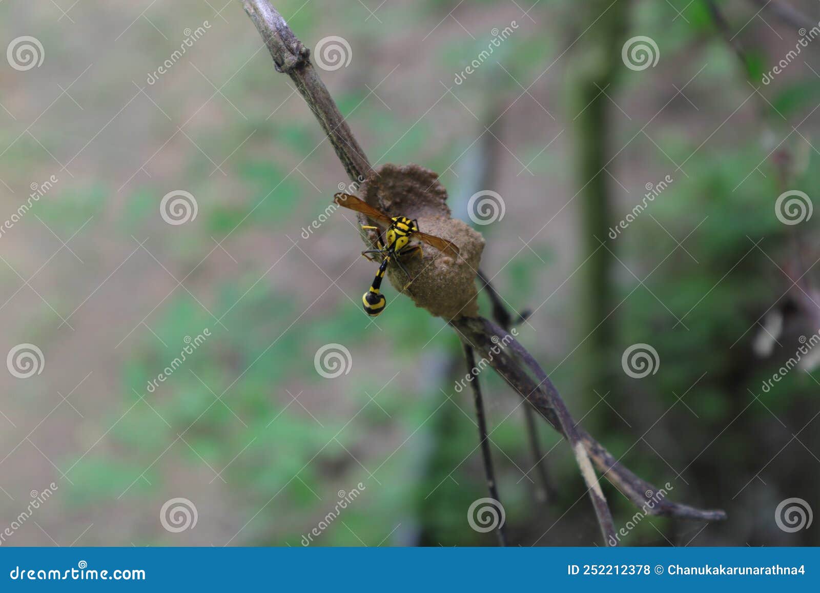 High Angle View of a Potter Wasp is Crafting a Half Built Potter Wasp ...