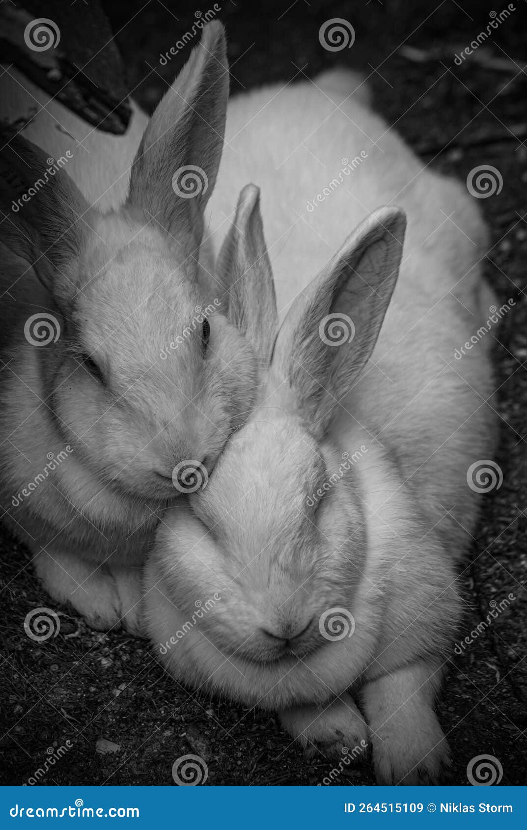 High Angle View of Rabbits in Black and White Stock Image - Image of ...