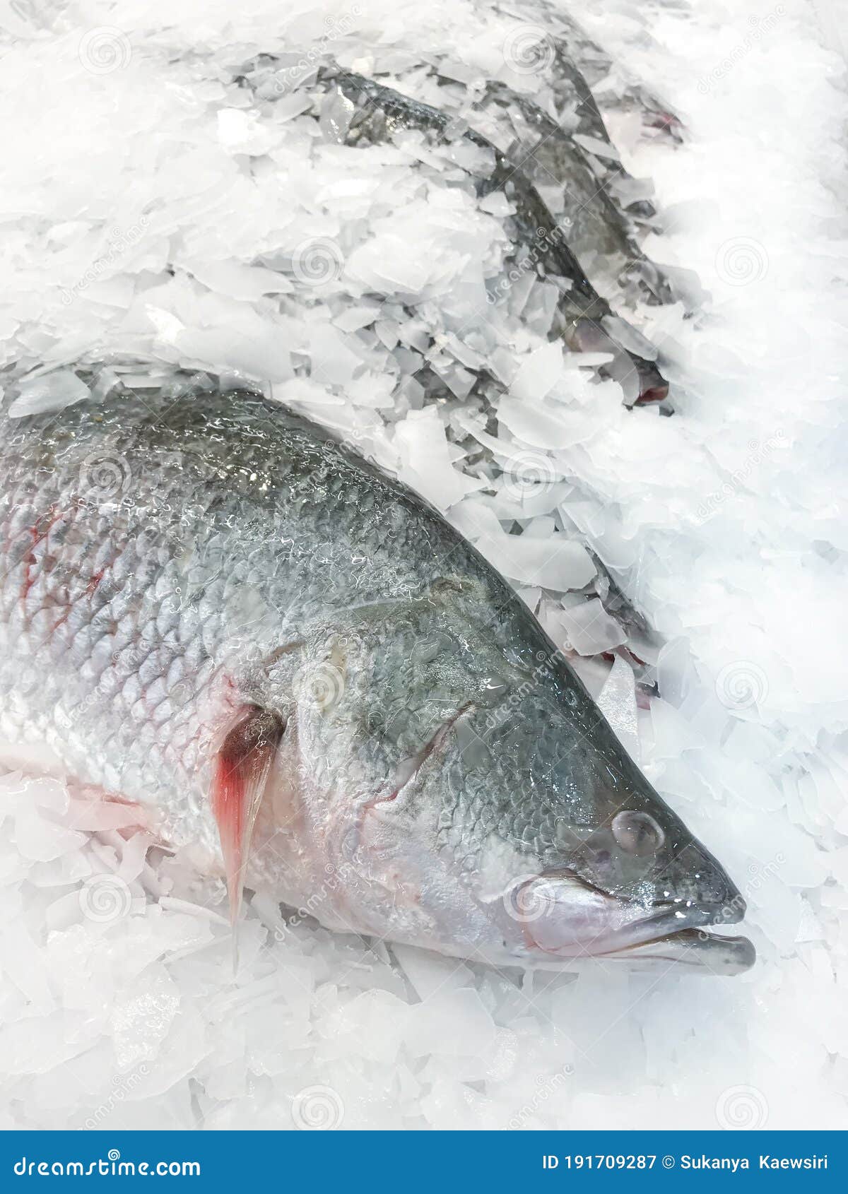 High Angle View of Raw Fresh Fish Chilling on Cold Bed of Ice Stock ...