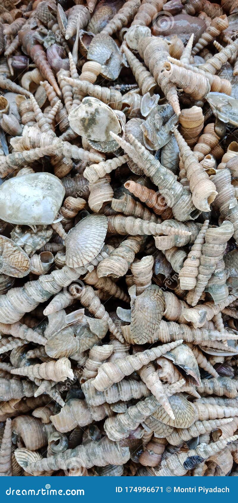 High Angle View, the Remains of Dead Shells Stock Image - Image of ...