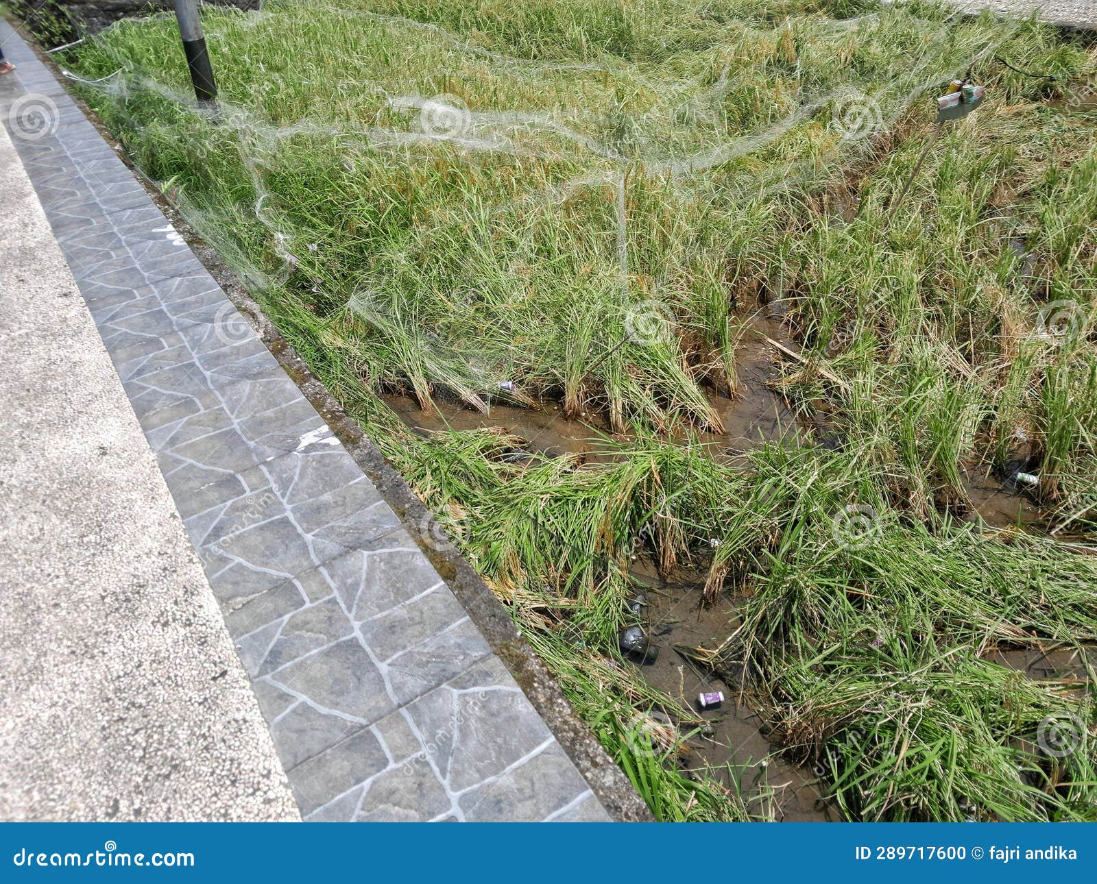High Angle View of Rice Damaged by Storm during the Day Stock Photo ...