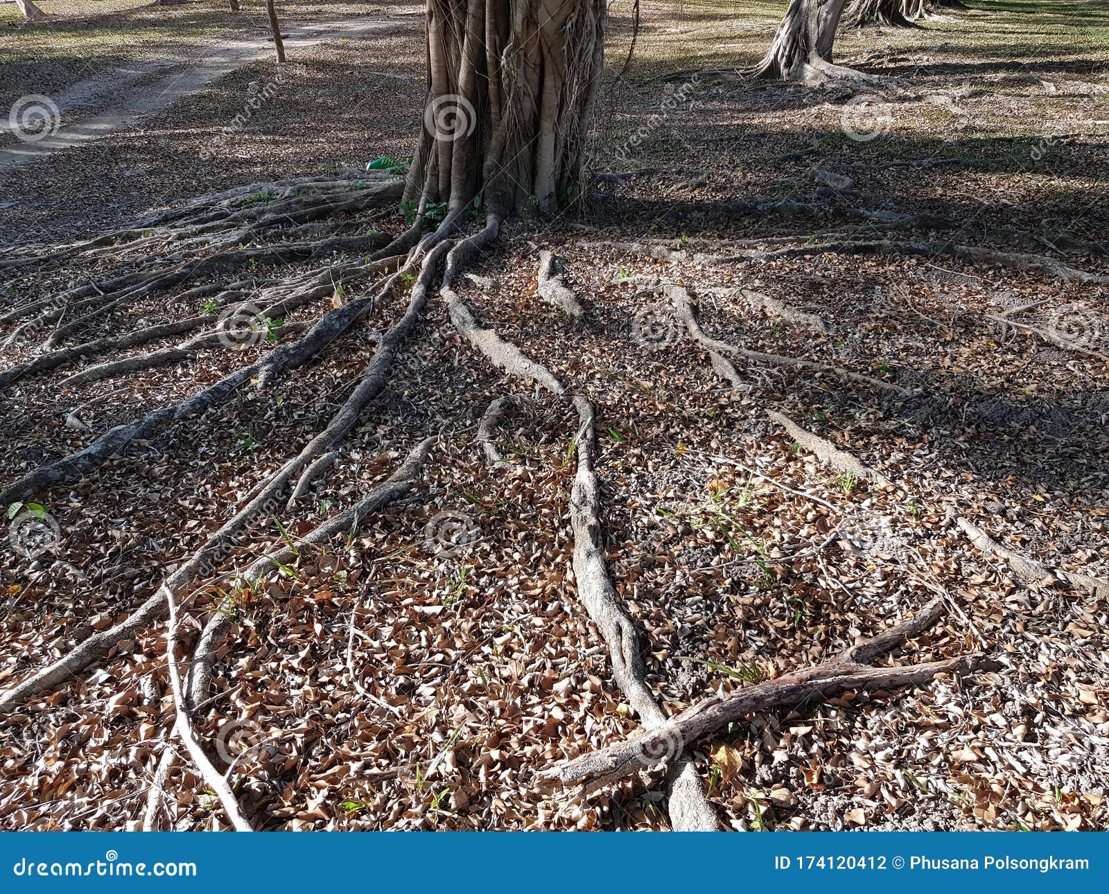 High Angle View of Roots of Trees Stock Photo - Image of bark, wood ...