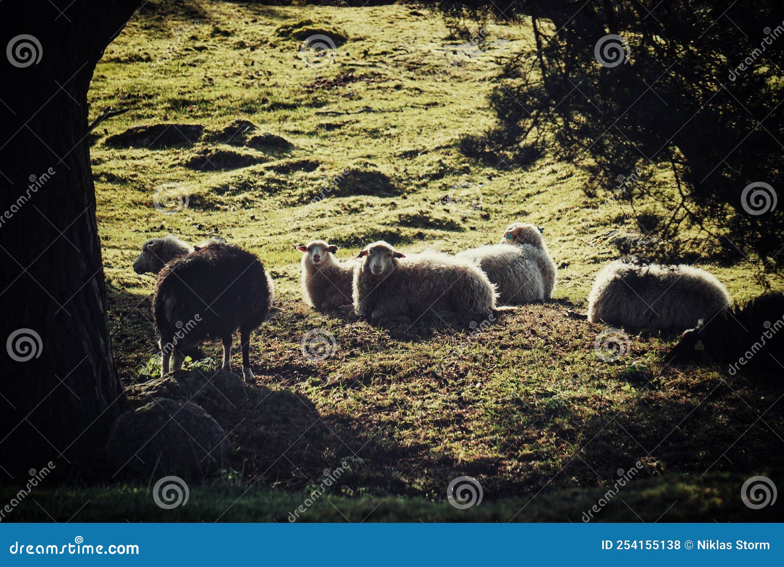 High Angle View of Sheep on Field Stock Photo - Image of angle, high ...