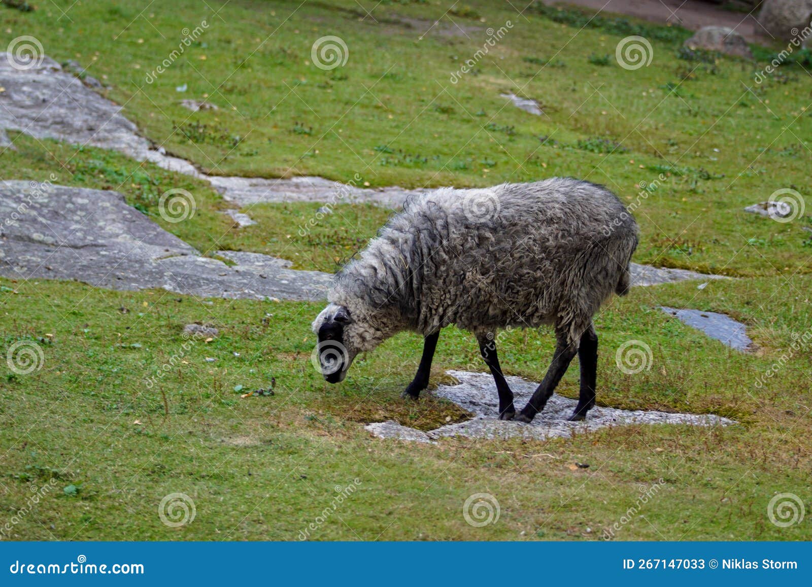 High Angle View of Sheep Grazing on Field Stock Image - Image of ...
