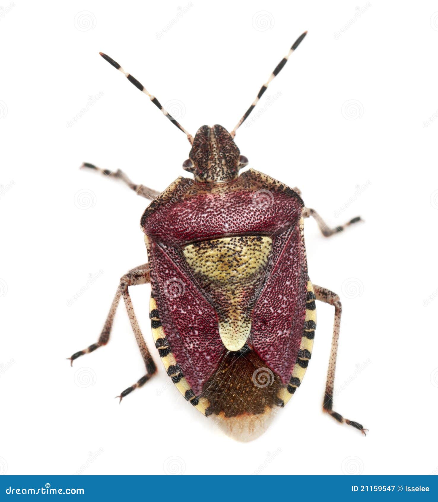 High Angle View of Shield Bug Stock Image - Image of dolycoris, animal ...
