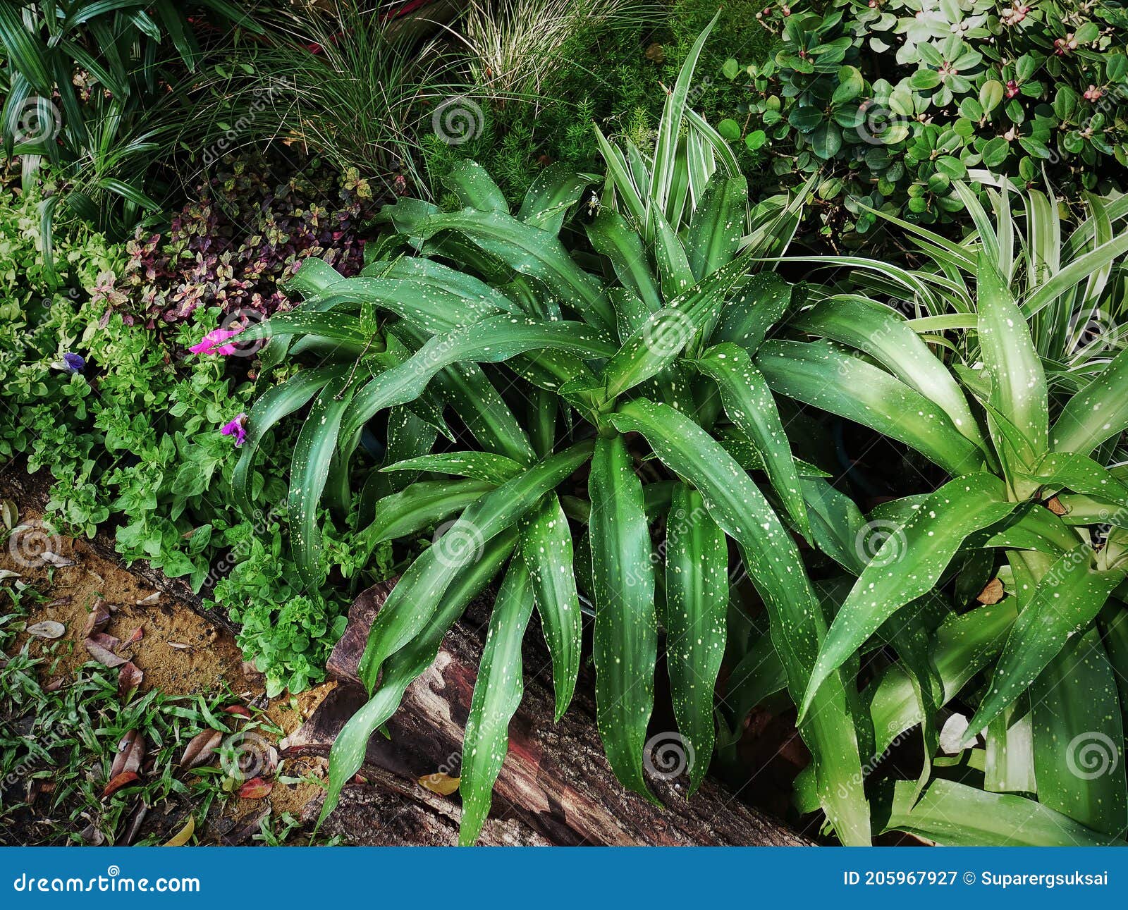 High Angle View of Small Bush and Log at Garden Stock Image - Image of ...