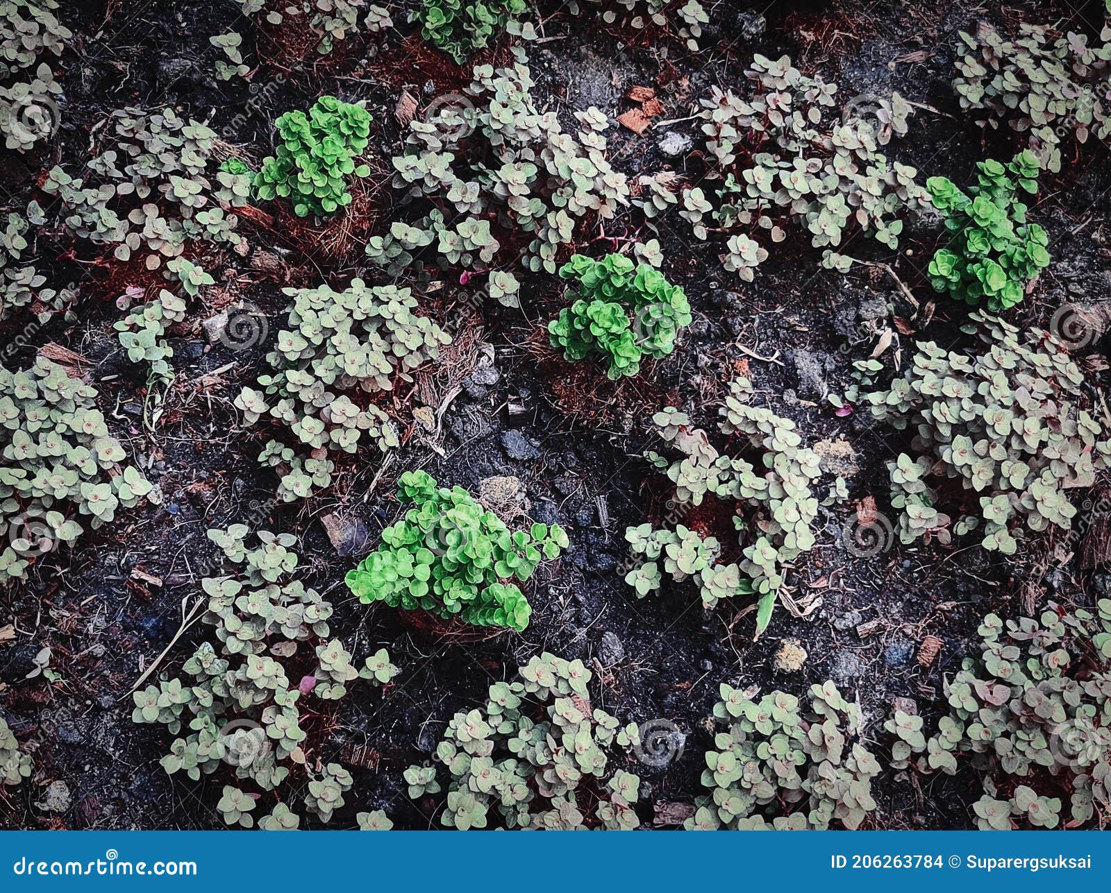 Background of Small Green Plants on the Ground Stock Photo - Image of ...
