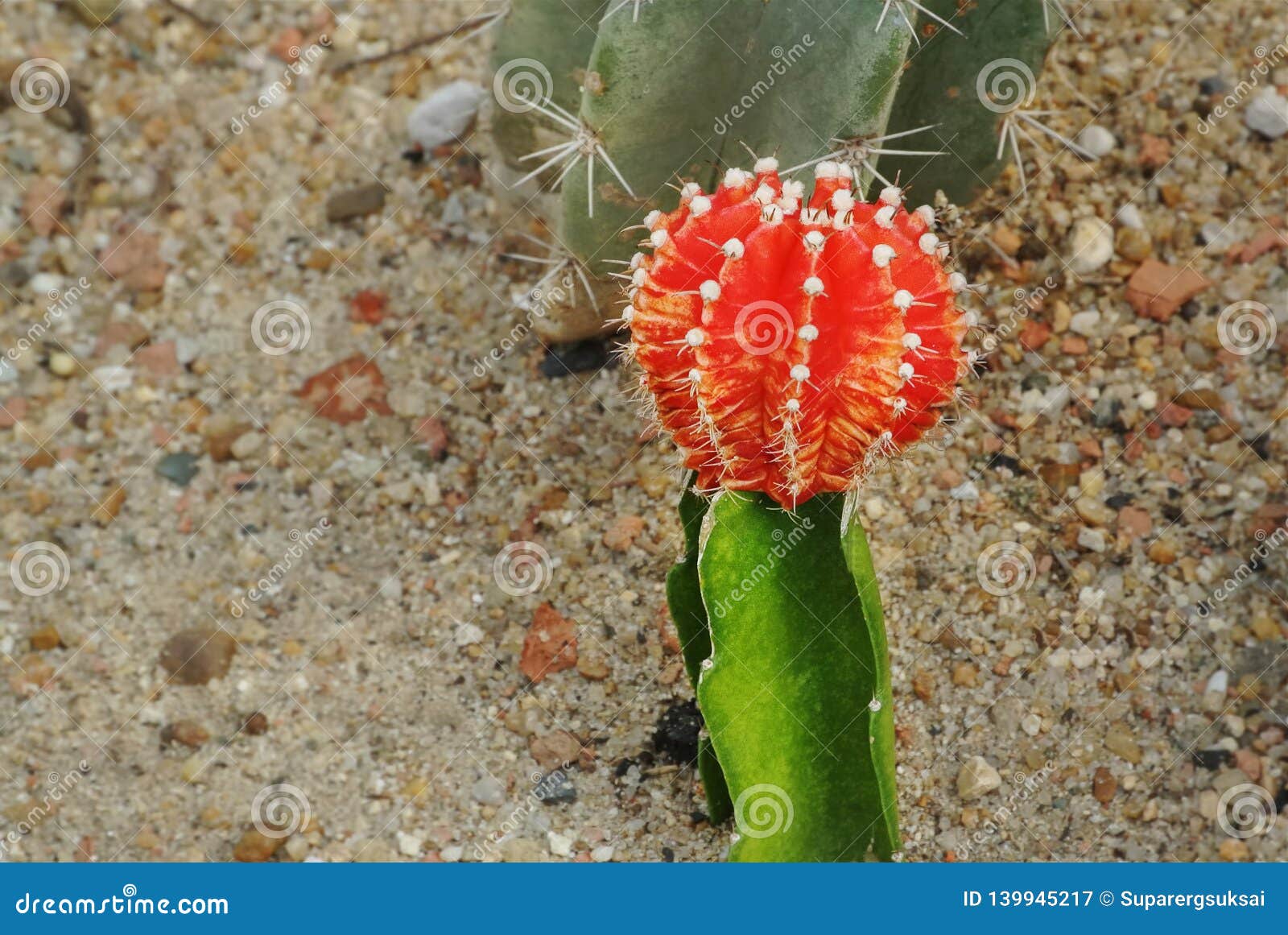 Close-up Small Spiky Red Cactus Stock Image - Image of cute, botany ...