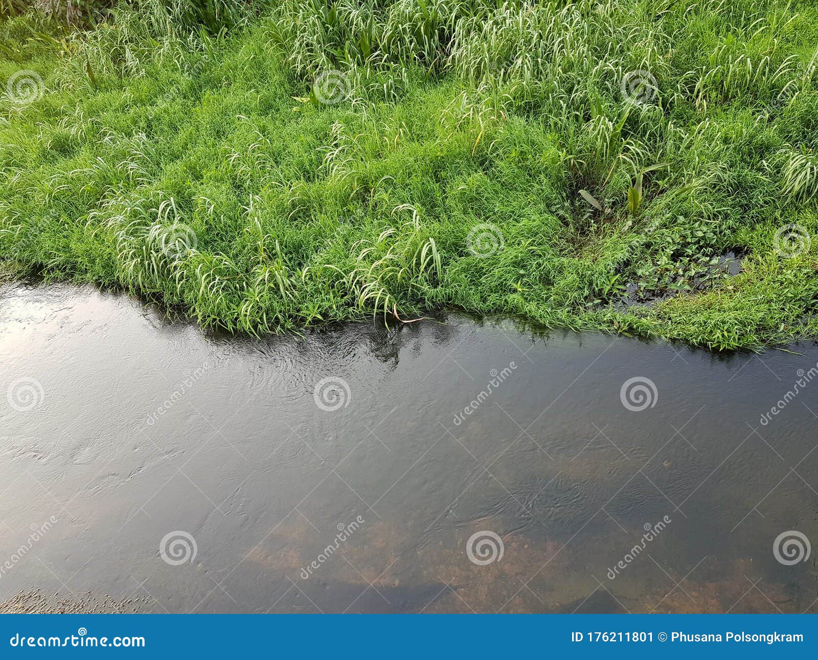High Angle View of Stream Flowing through Grass Stock Image - Image of ...