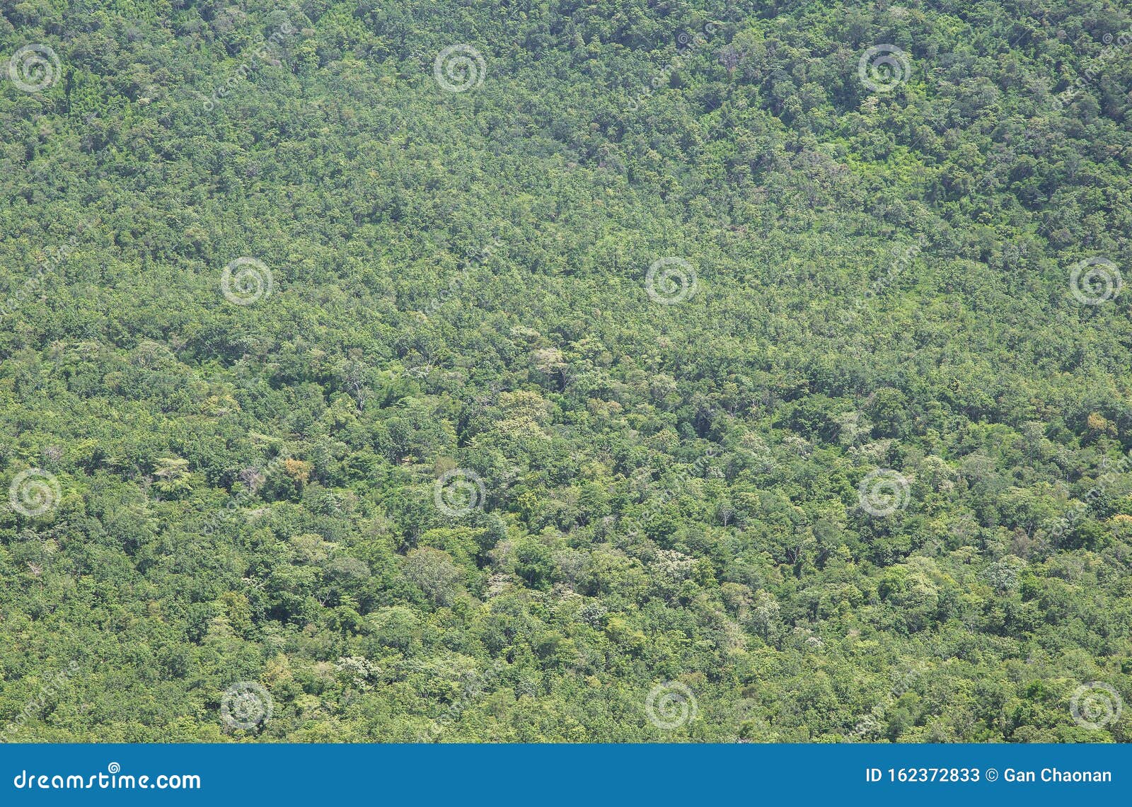 High Angle View of Tree in Forest Stock Image - Image of nature ...