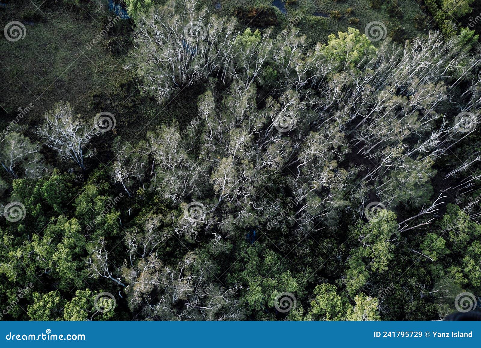 High Angle View of Trees in Forest Stock Image - Image of byronbay ...