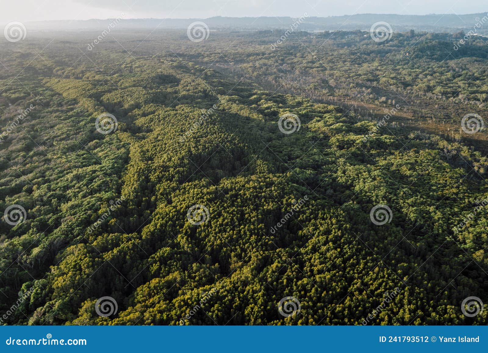 High Angle View of Trees in Forest Stock Photo - Image of angle, trees ...