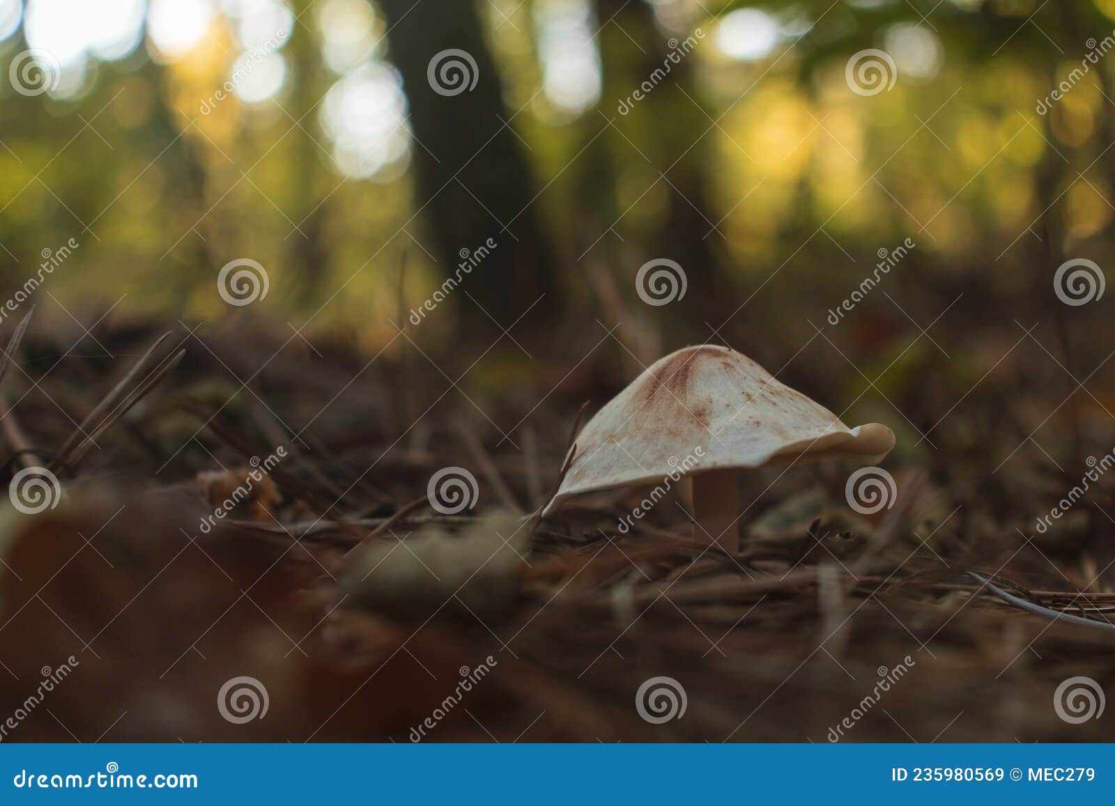 High Angle View of an Unedible Mushroom Stock Image - Image of ...
