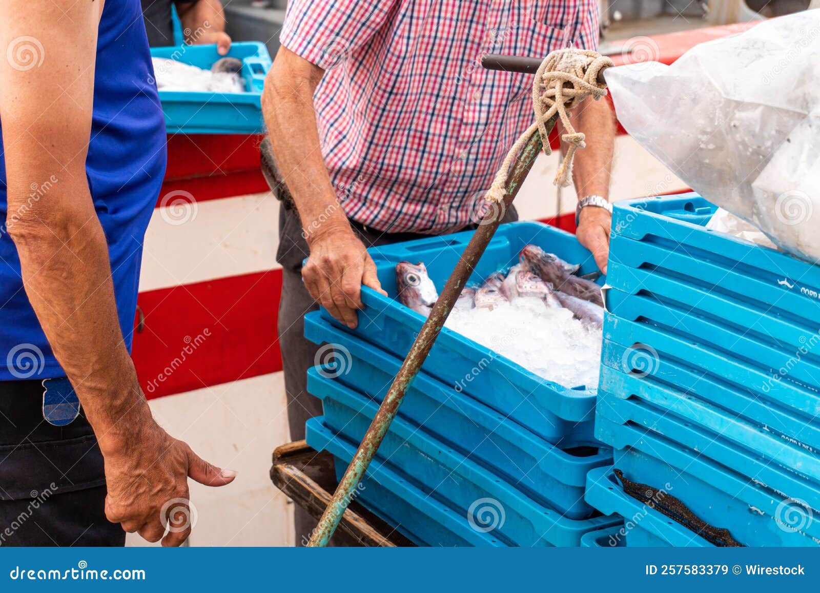 High-angle View of Workers Storing the Fish in the Blue Trays Stock ...
