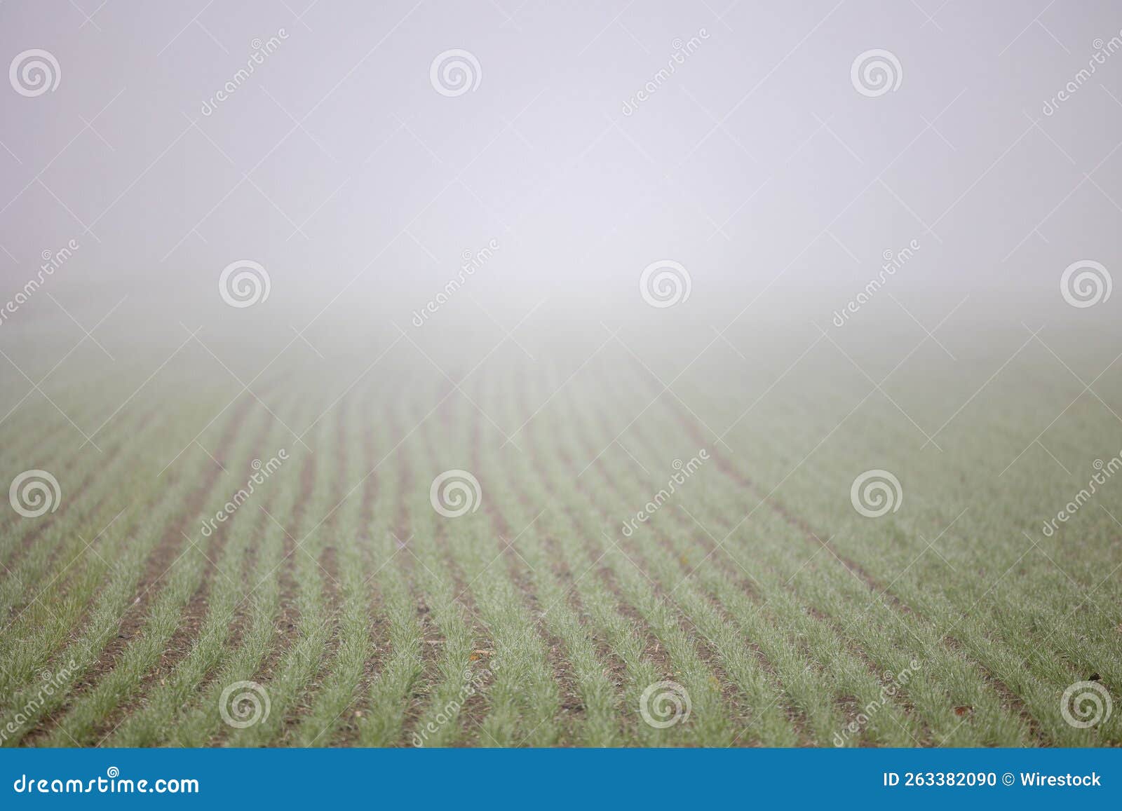 High Angle of a Wet Land during Rainy Season. Stock Photo - Image of ...